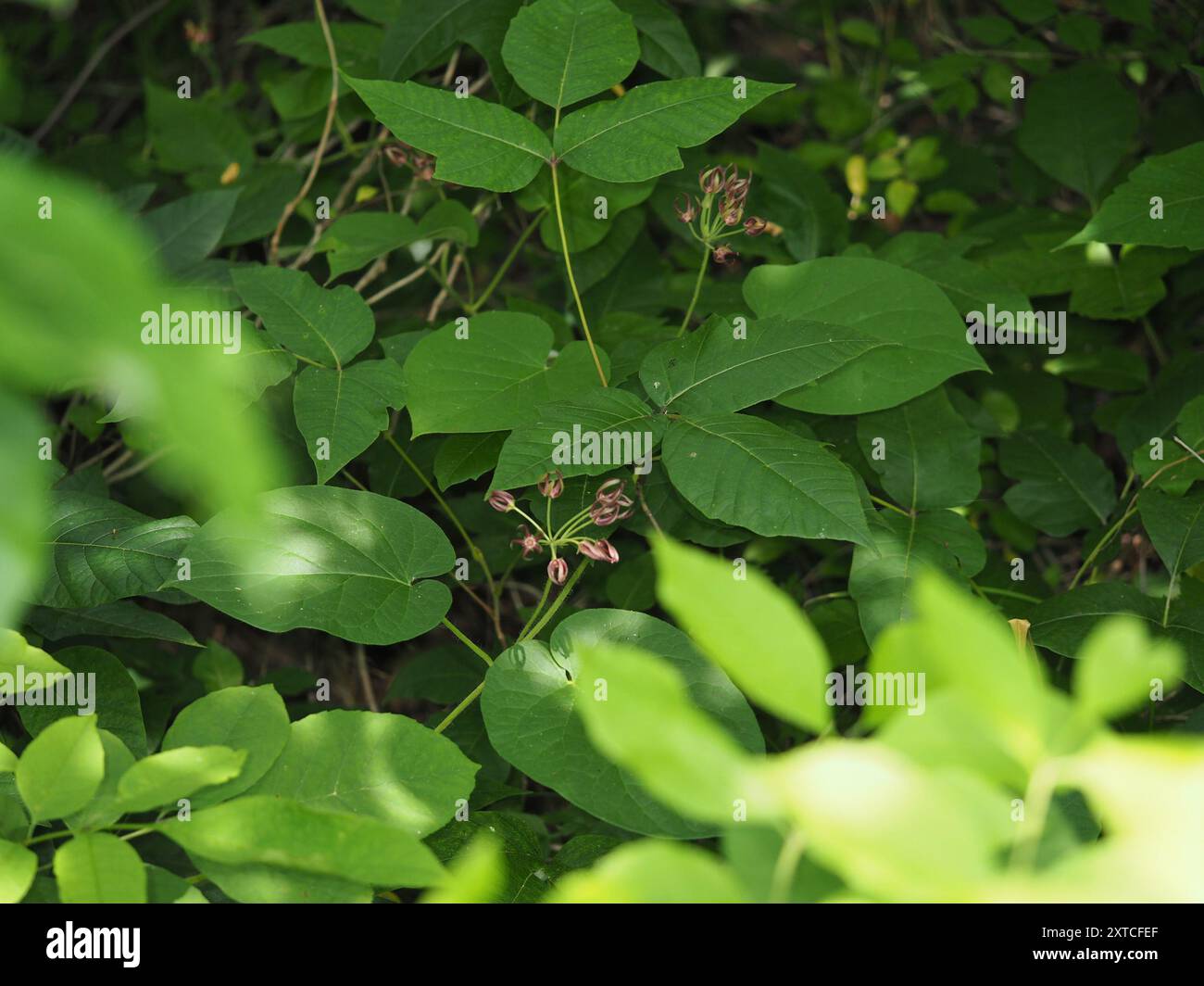 milkvines (Matelea) Plantae Stock Photo - Alamy