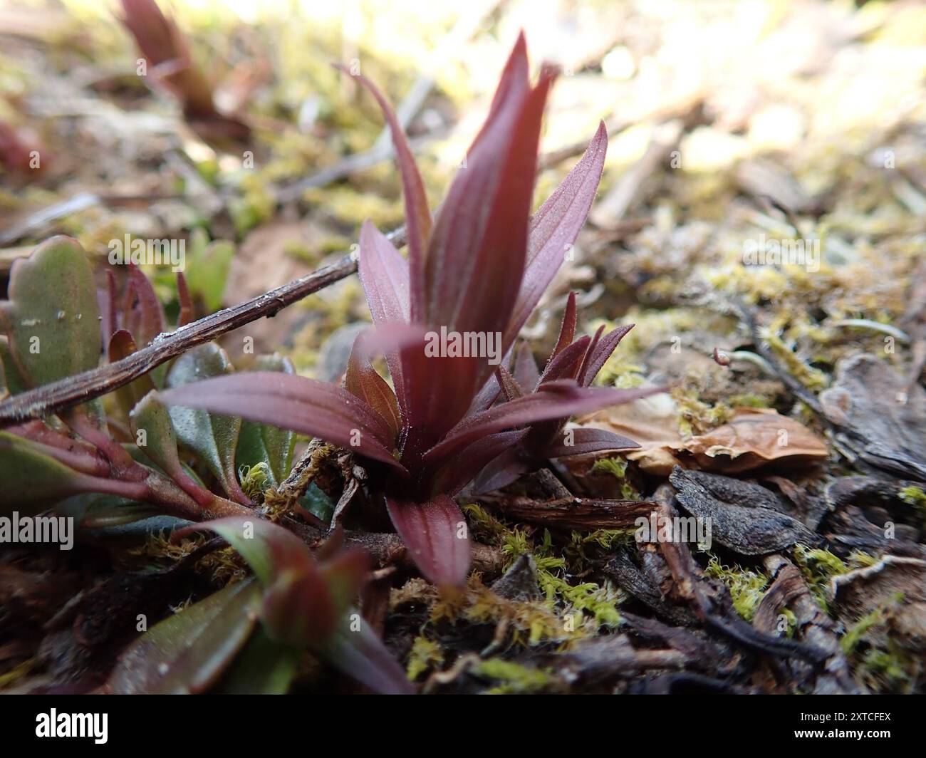flowering plants (Angiospermae) Plantae Stock Photo - Alamy