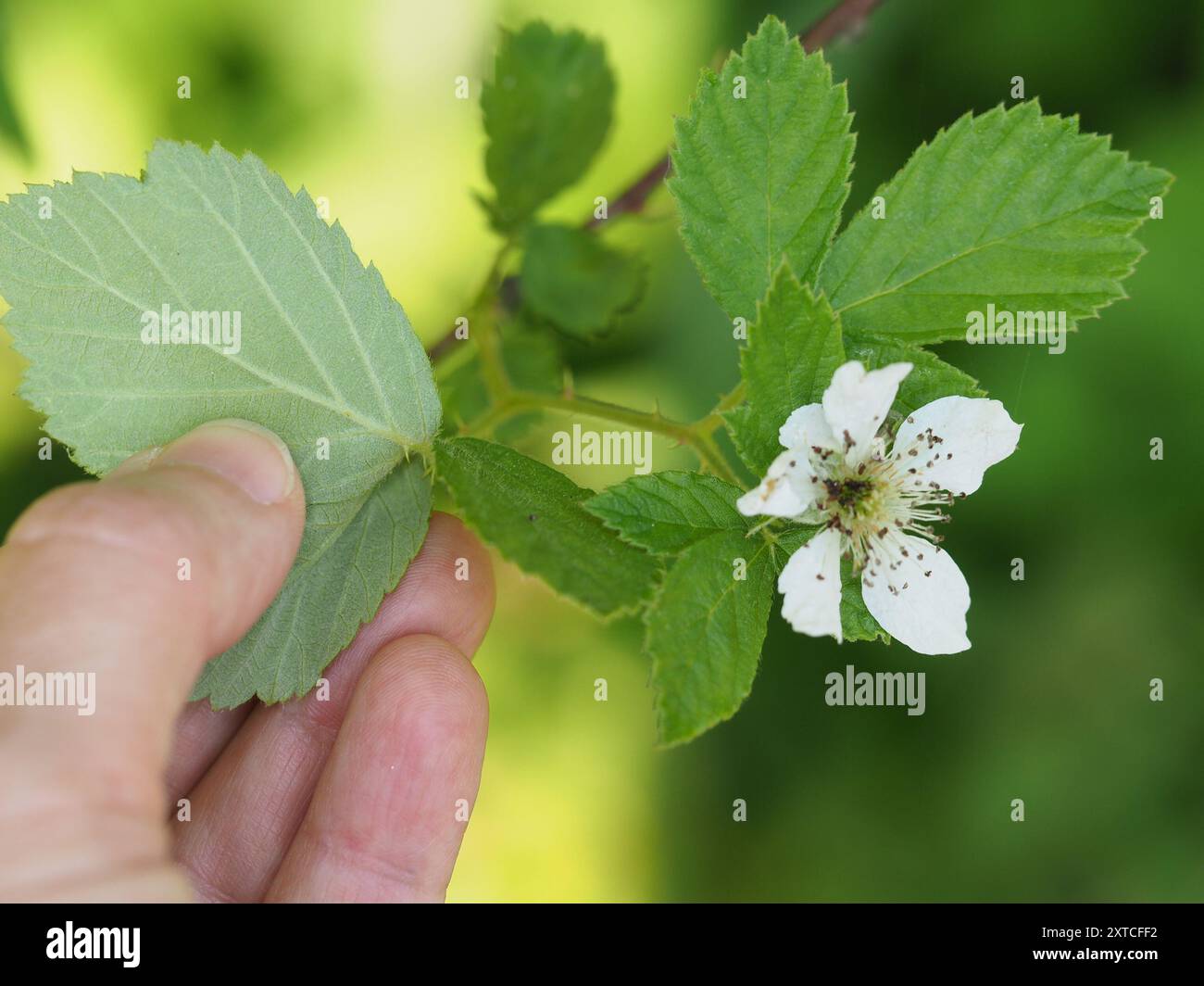 brambles (Rubus) Plantae Stock Photo - Alamy