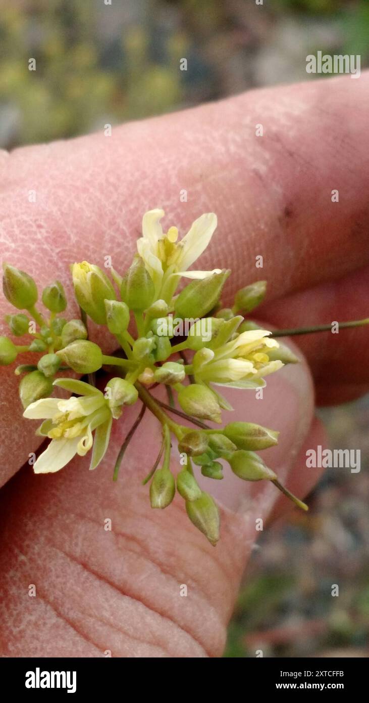 Tall Tumblemustard (Sisymbrium altissimum) Plantae Stock Photo - Alamy