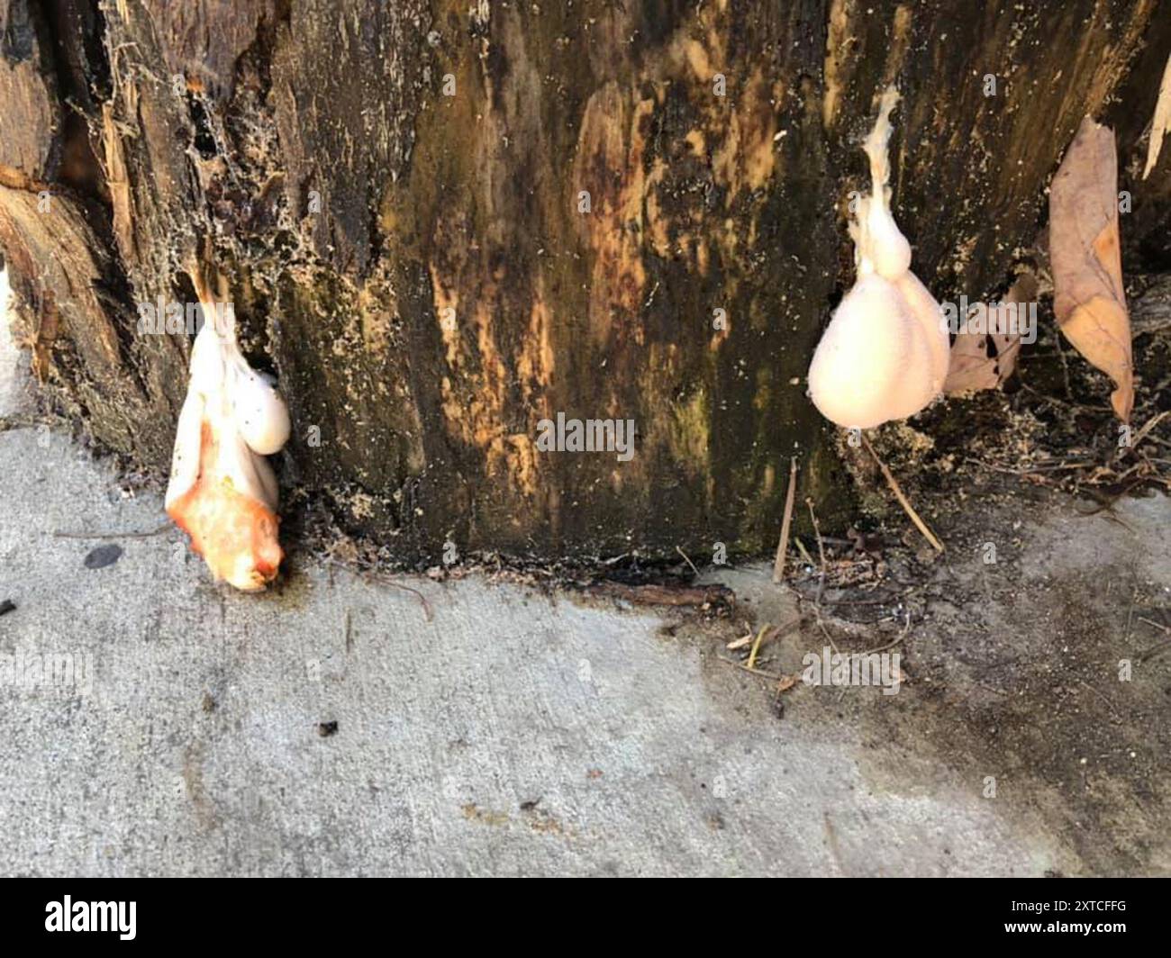 (Lycogala flavofuscum) Protozoa Stock Photo - Alamy