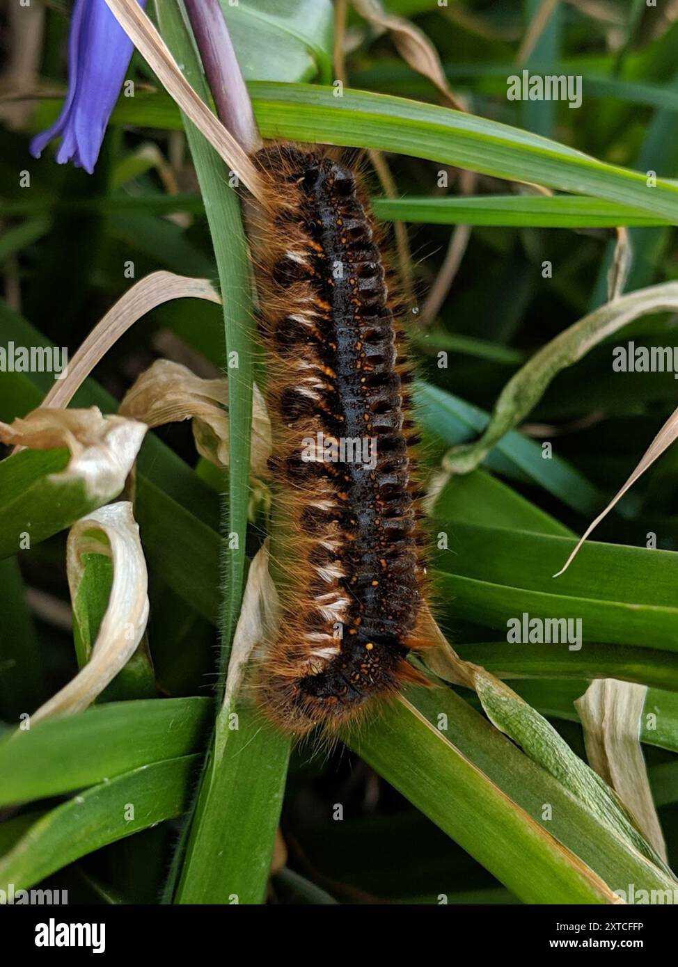 Drinker Moth (Euthrix potatoria) Insecta Stock Photo - Alamy