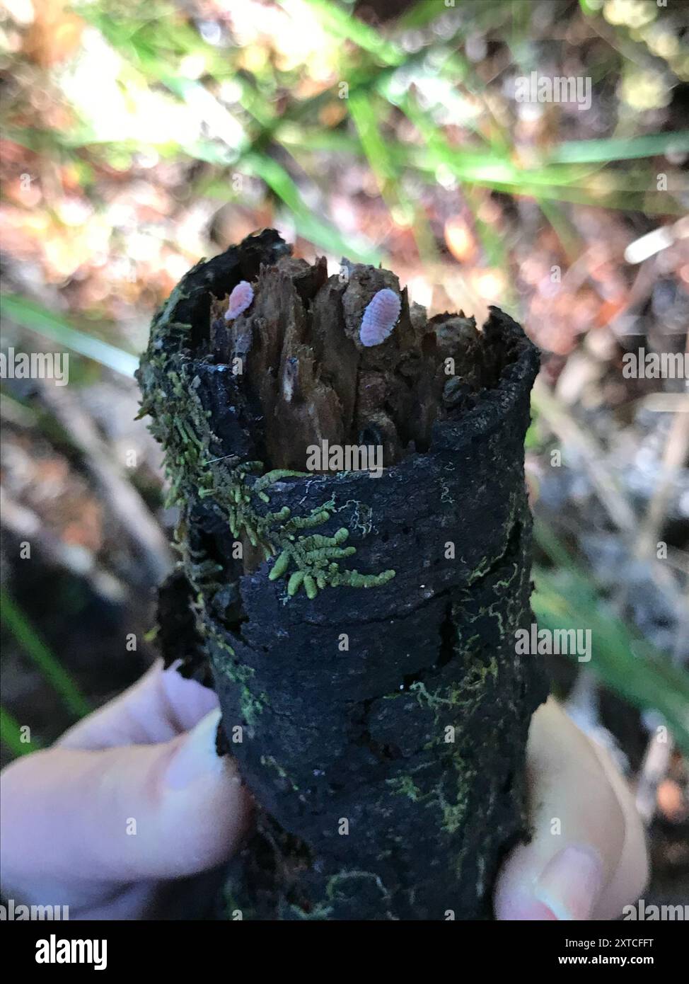 Giant Scale Insects (Coelostomidia) Insecta Stock Photo - Alamy
