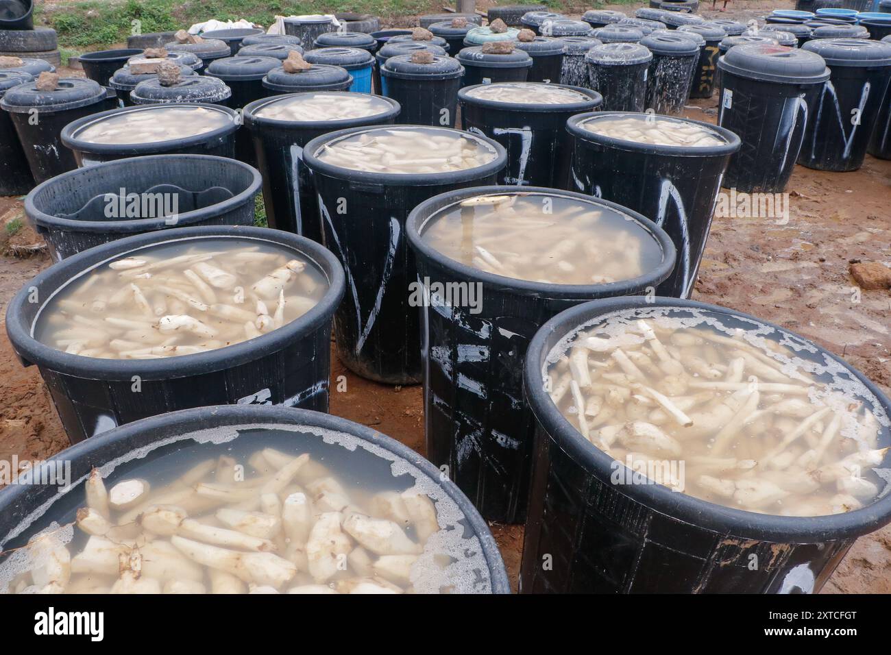 Females in Abuja are struggling and making strides in a local cassava ...