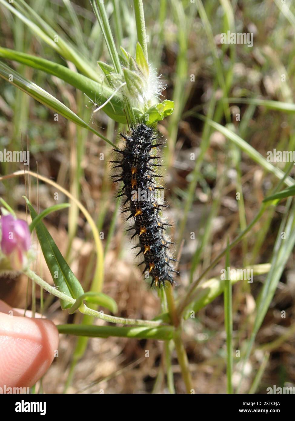 Variable Checkerspot (Euphydryas chalcedona) Insecta Stock Photo - Alamy