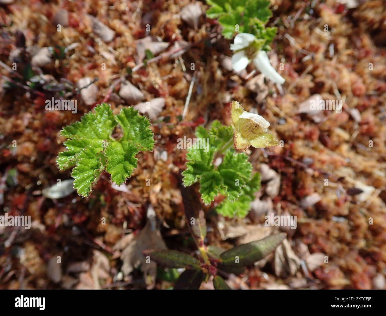 cloudberry (Rubus chamaemorus) Plantae Stock Photo - Alamy
