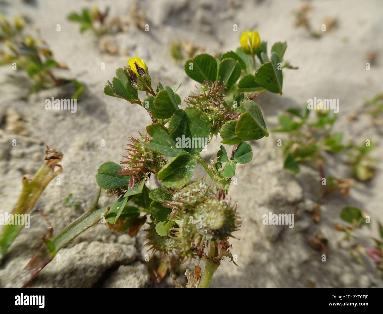 bur clover (Medicago polymorpha) Plantae Stock Photo - Alamy