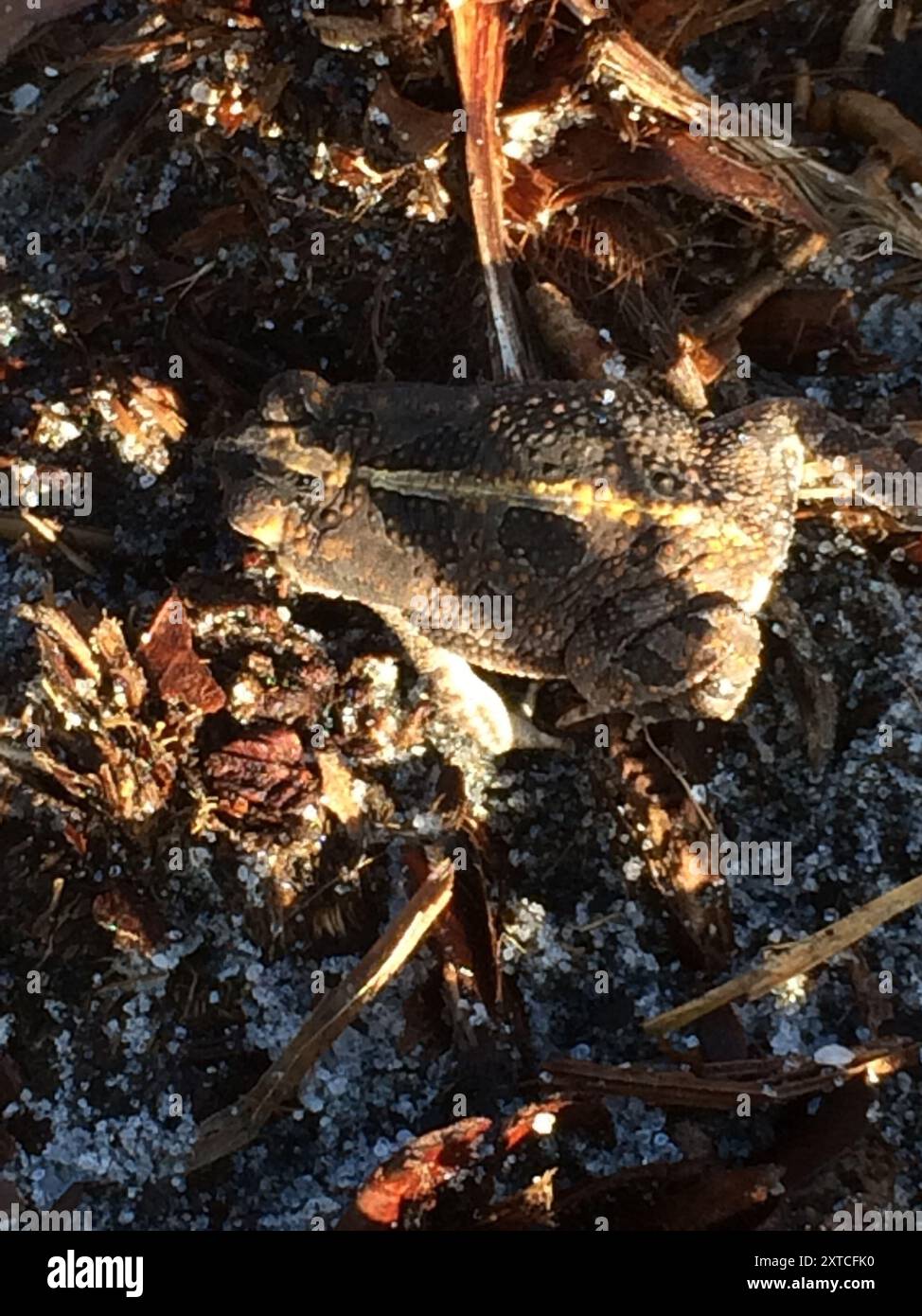 Oak Toad (Anaxyrus quercicus) Amphibia Stock Photo - Alamy