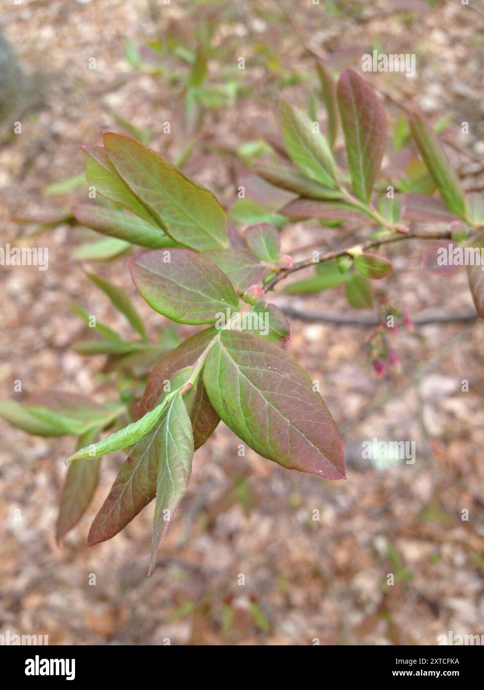 Northern highbush blueberry (Vaccinium corymbosum) Plantae Stock Photo ...