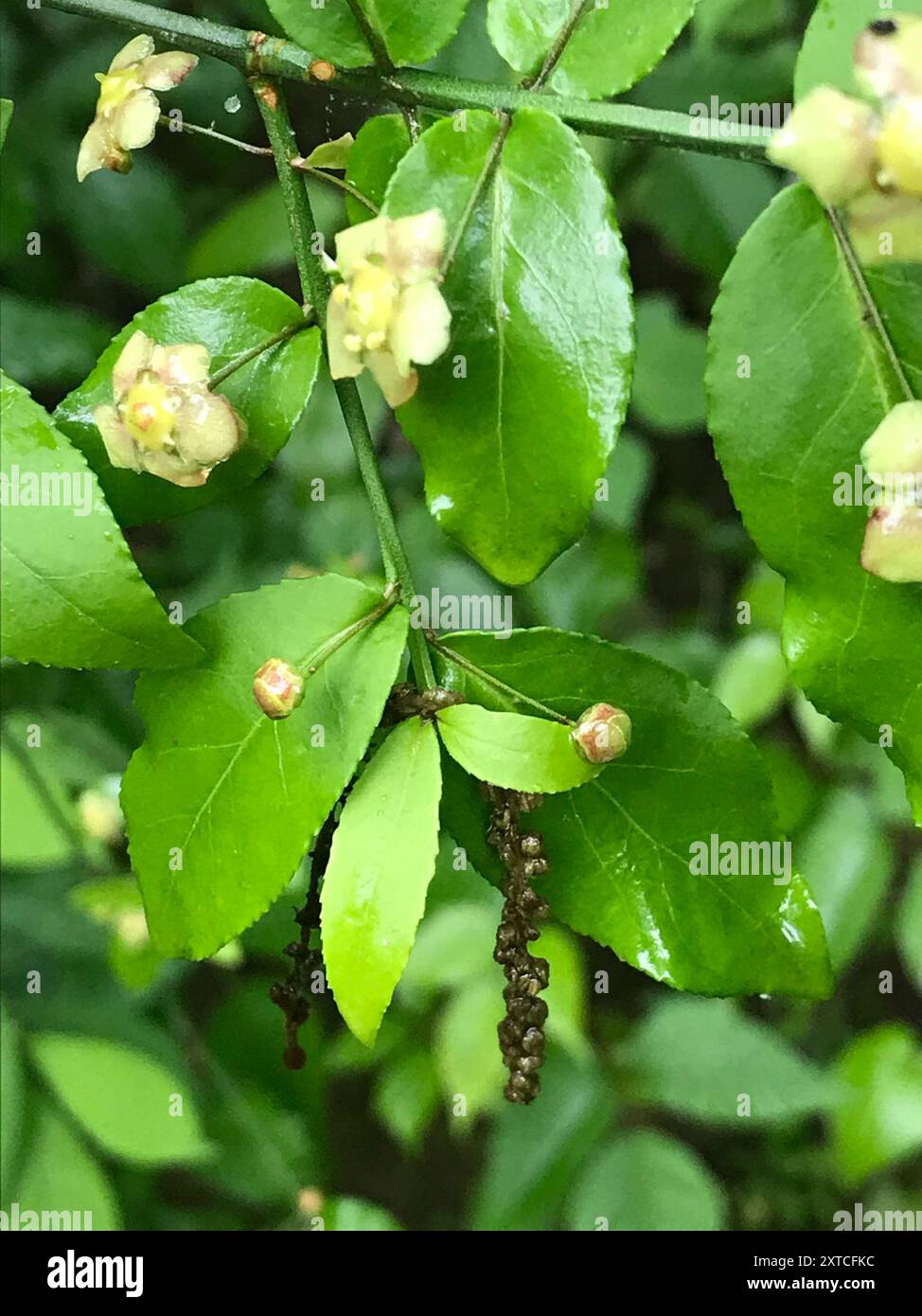 strawberry bush (Euonymus americanus) Plantae Stock Photo - Alamy