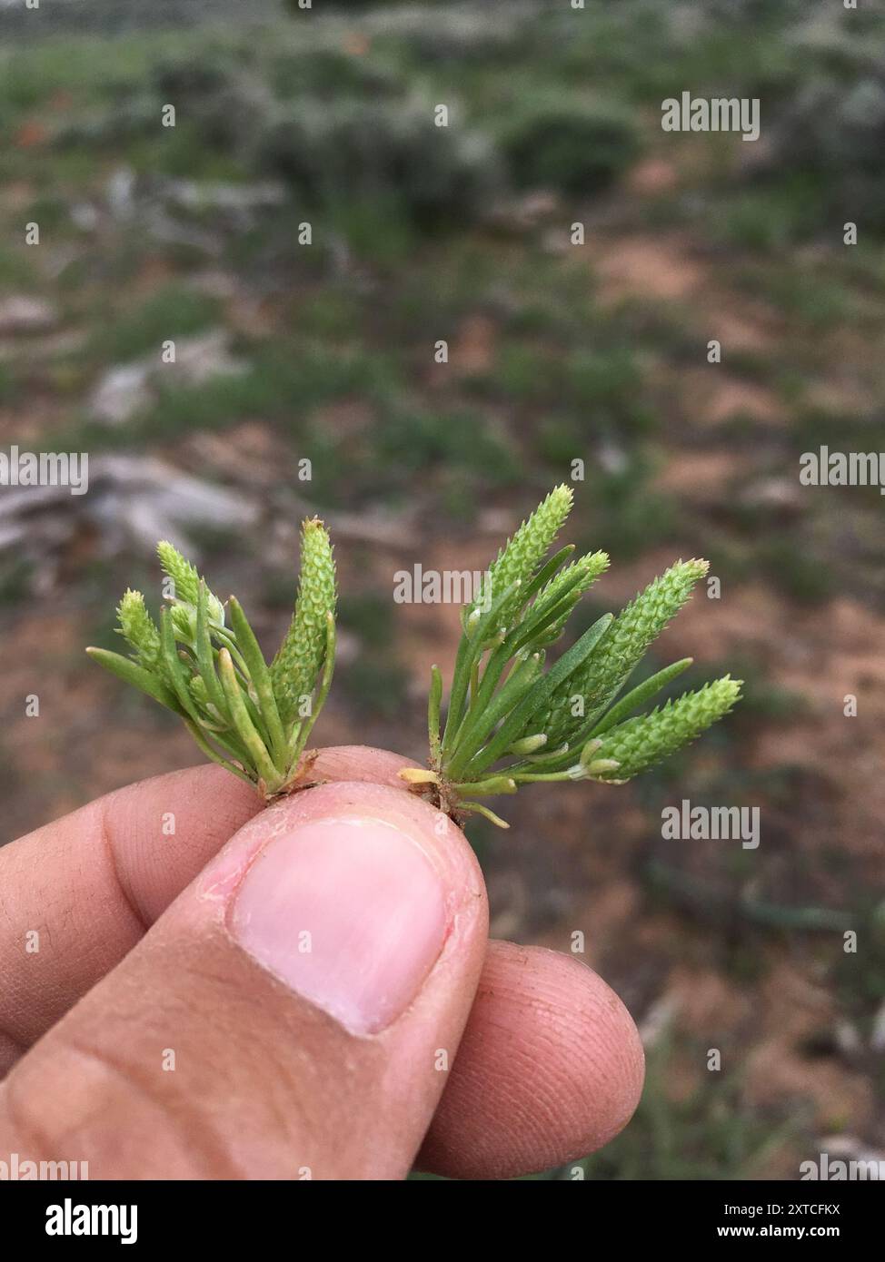Arizona Mousetail (Myosurus cupulatus) Plantae Stock Photo - Alamy