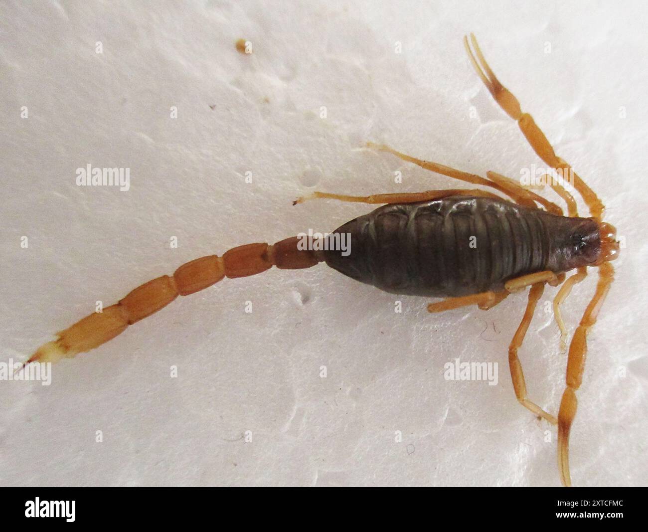 Granulated Thick-tailed Scorpion (Parabuthus granulatus) Arachnida ...