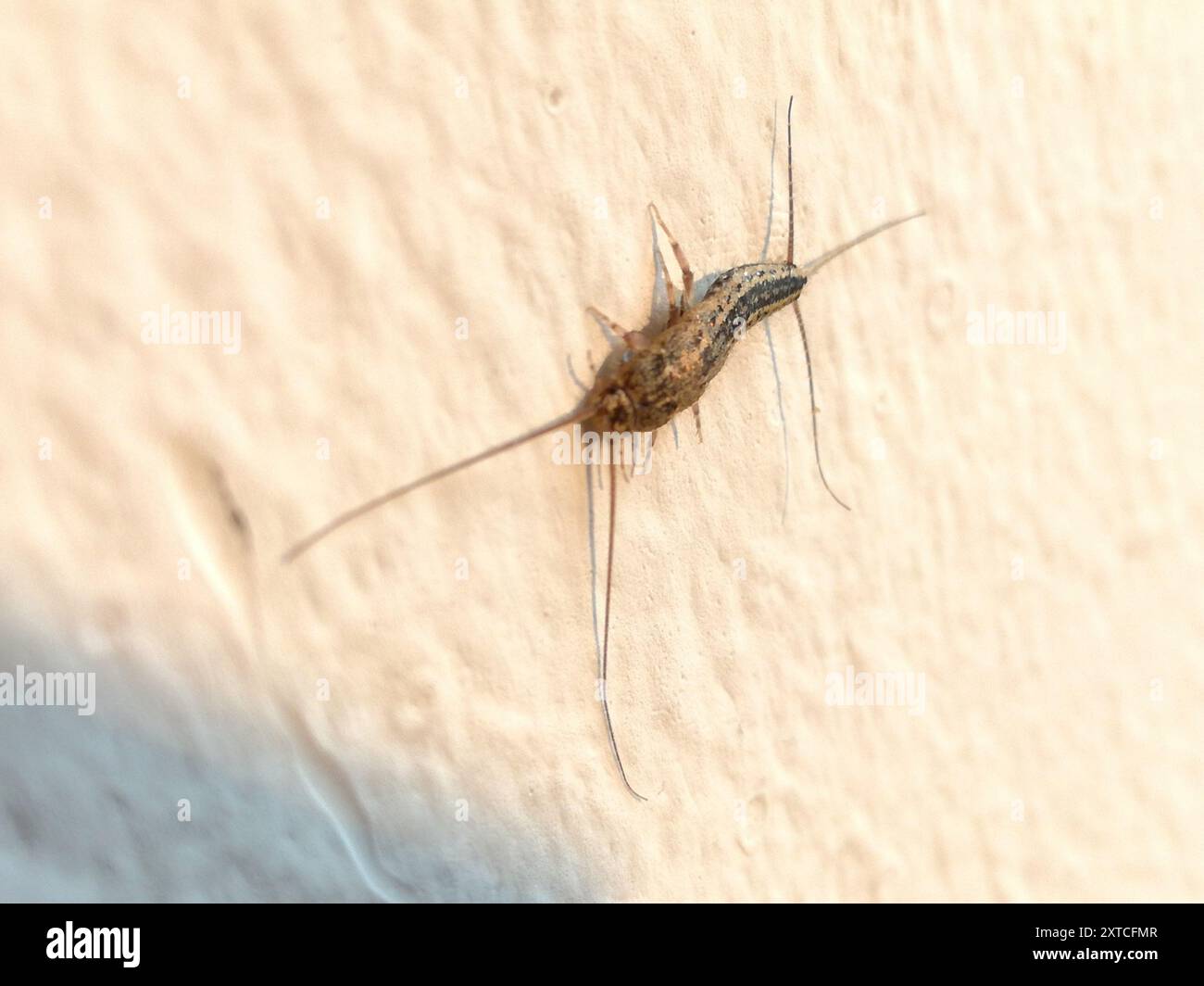Four-lined Silverfish (Ctenolepisma lineatum) Insecta Stock Photo - Alamy
