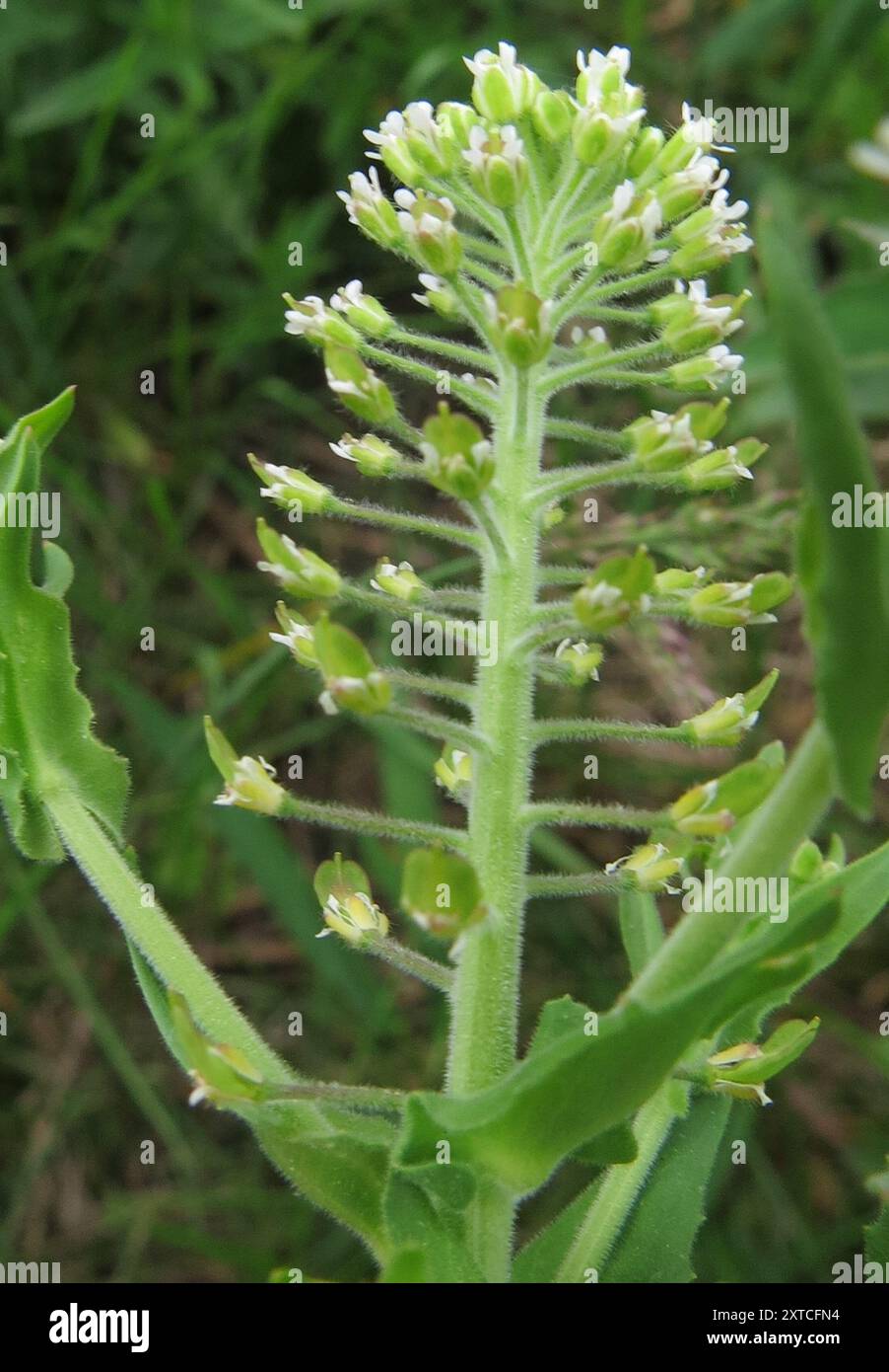 field peppergrass (Lepidium campestre) Plantae Stock Photo - Alamy