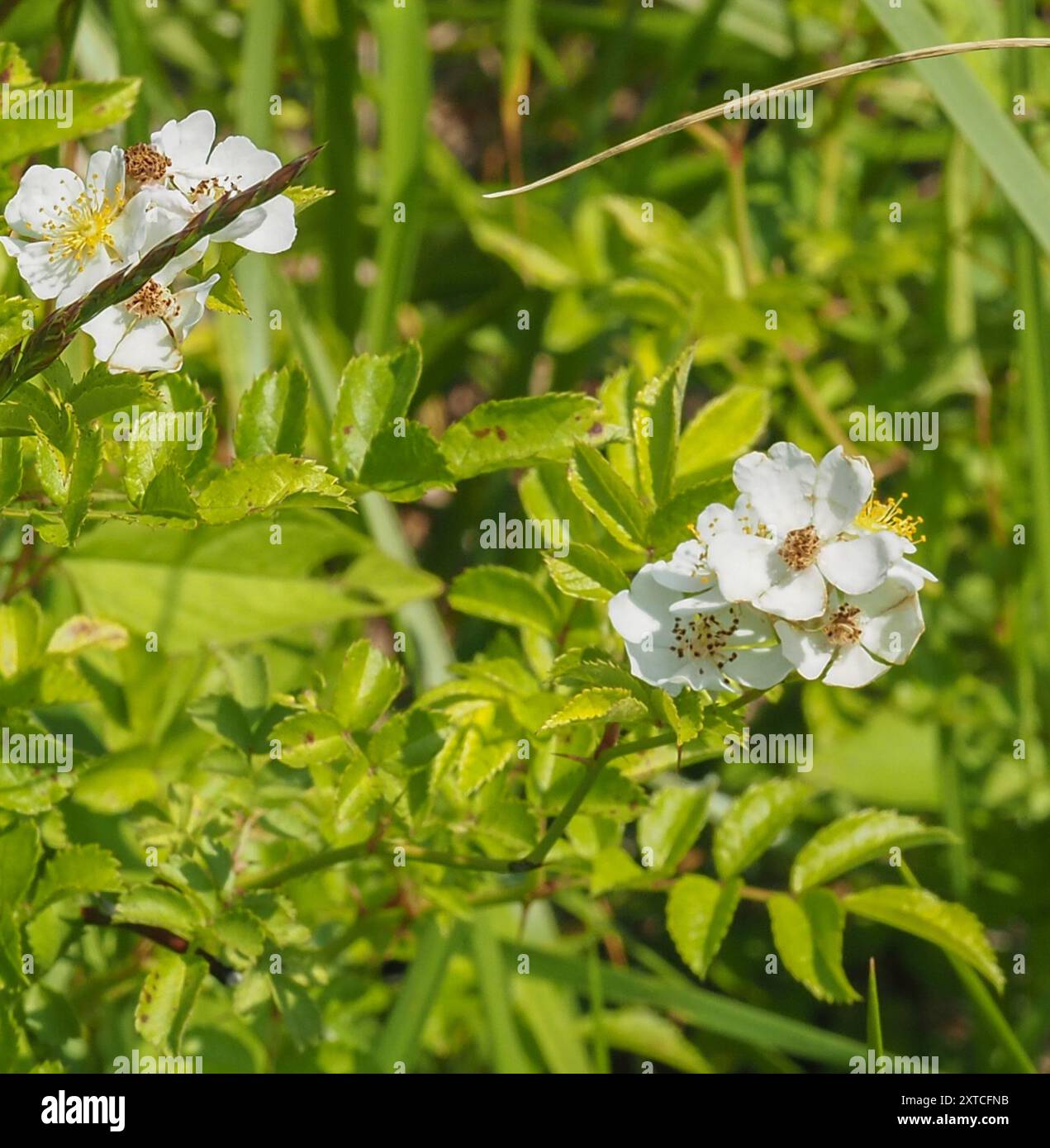 multiflora rose (Rosa multiflora) Plantae Stock Photo - Alamy