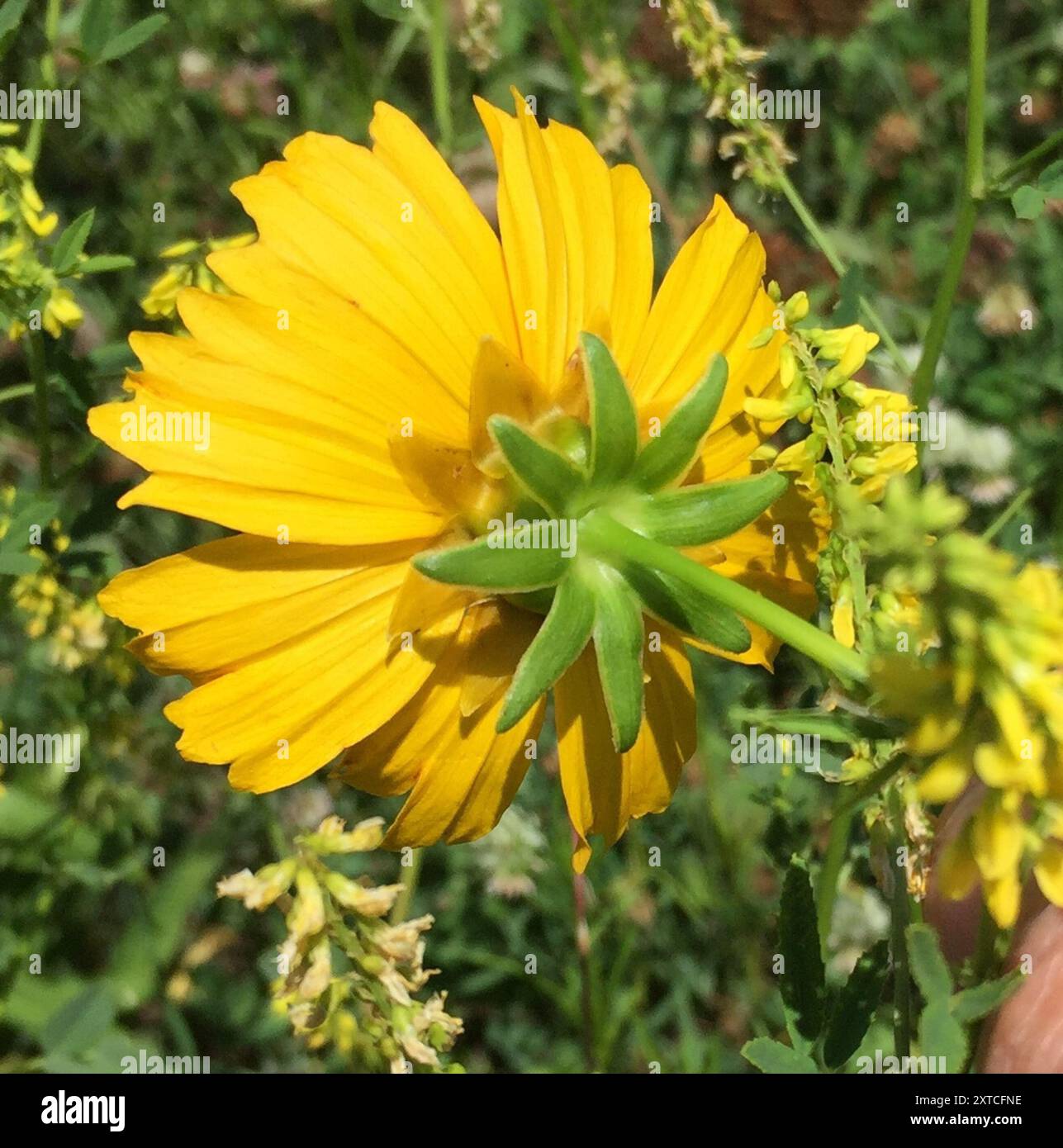Lance-leaved Coreopsis (Coreopsis lanceolata) Plantae Stock Photo - Alamy