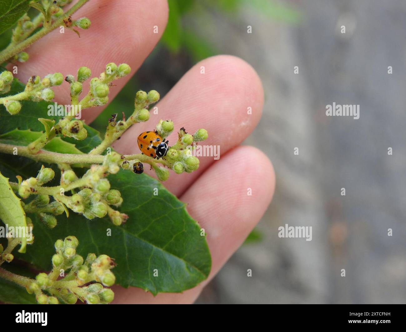 Convergent Lady Beetle (Hippodamia convergens) Insecta Stock Photo - Alamy