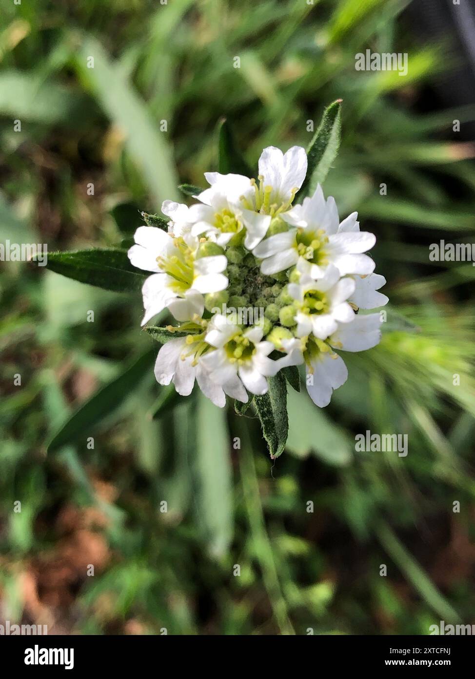 mustard family (Brassicaceae) Plantae Stock Photo - Alamy