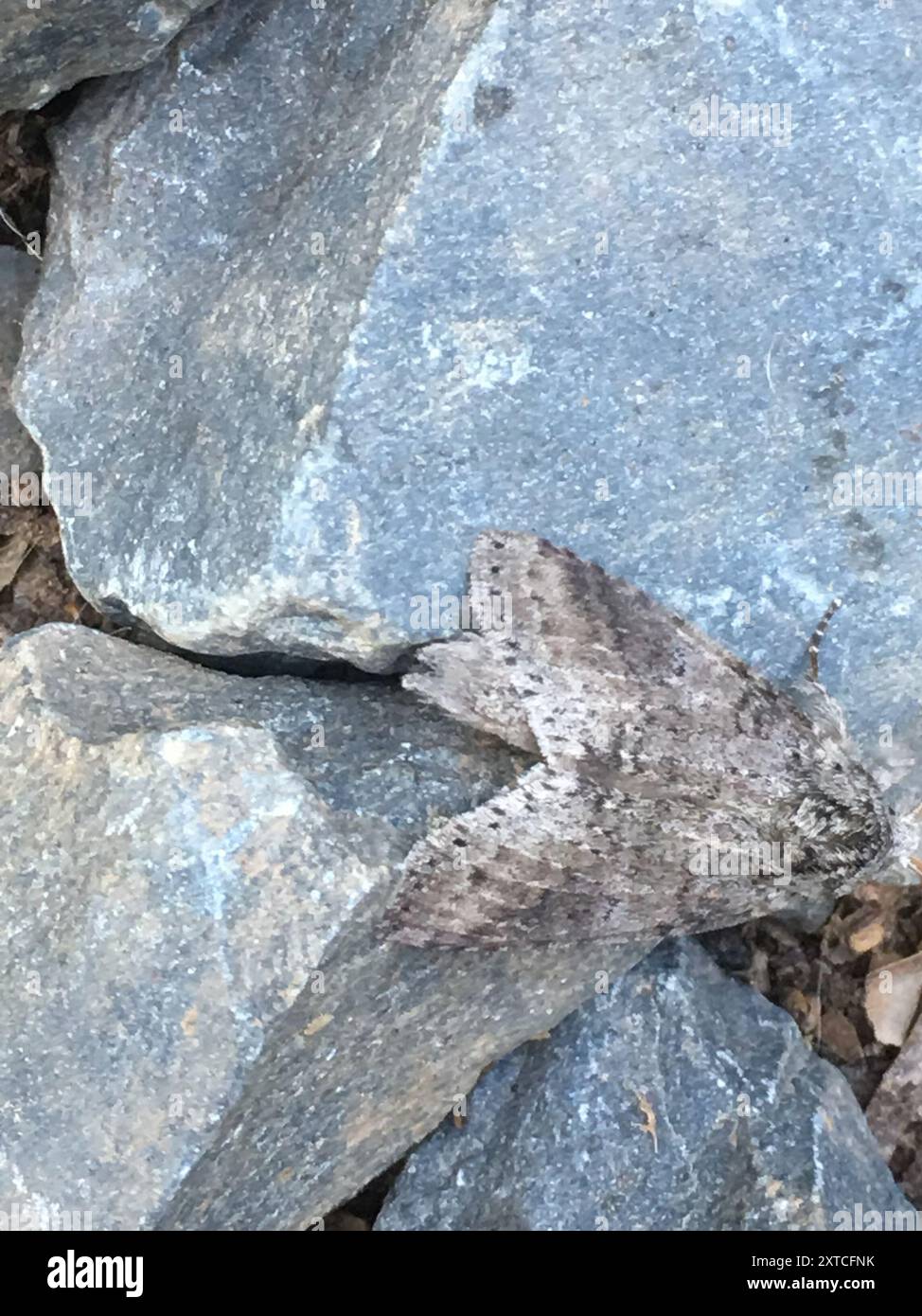 Variable Oakleaf Caterpillar Moth (Lochmaeus manteo) Insecta Stock ...