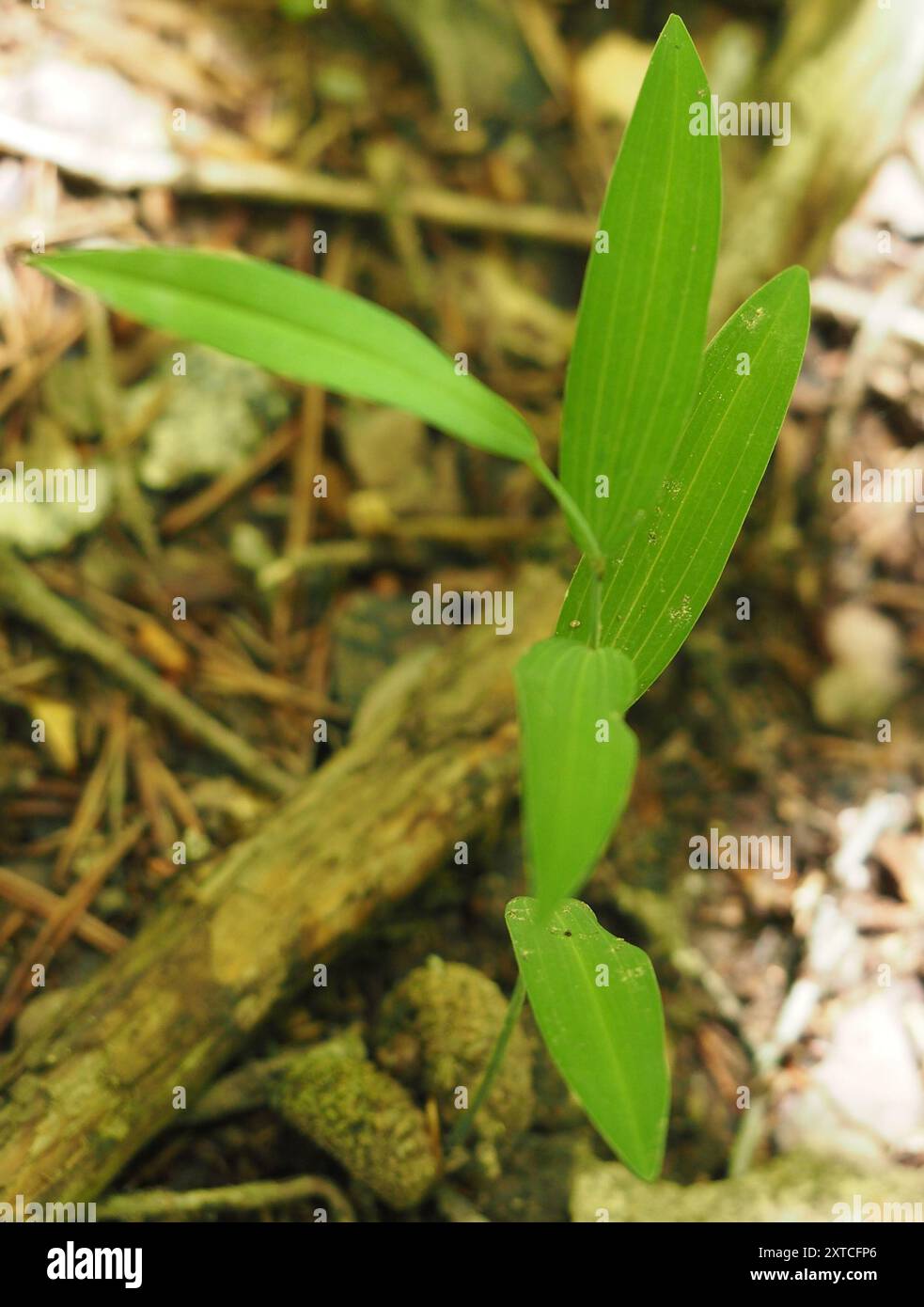 monocots (Liliopsida) Plantae Stock Photo - Alamy