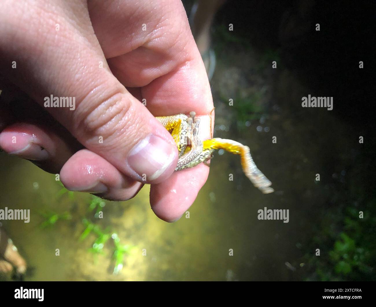 Cope's Gray Treefrog (Hyla chrysoscelis) Amphibia Stock Photo - Alamy