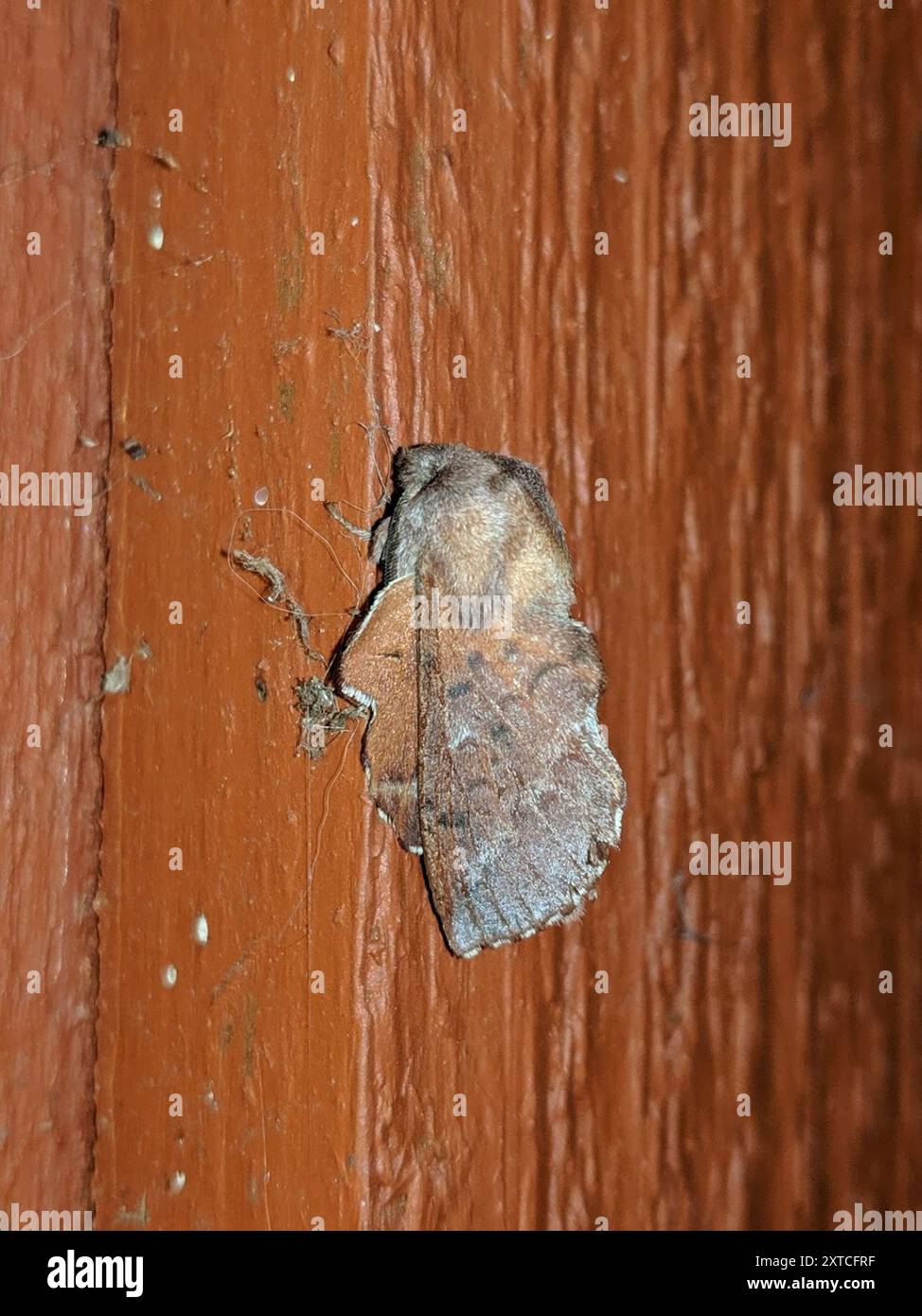 American Lappet Moth (Phyllodesma americana) Insecta Stock Photo - Alamy
