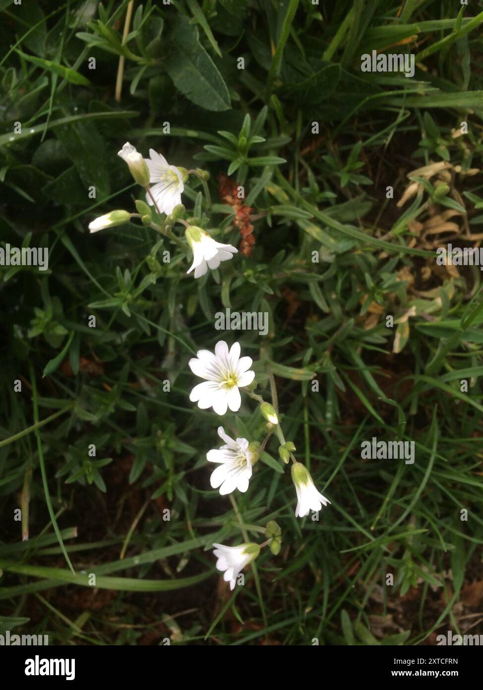 field chickweed (Cerastium arvense) Plantae Stock Photo - Alamy