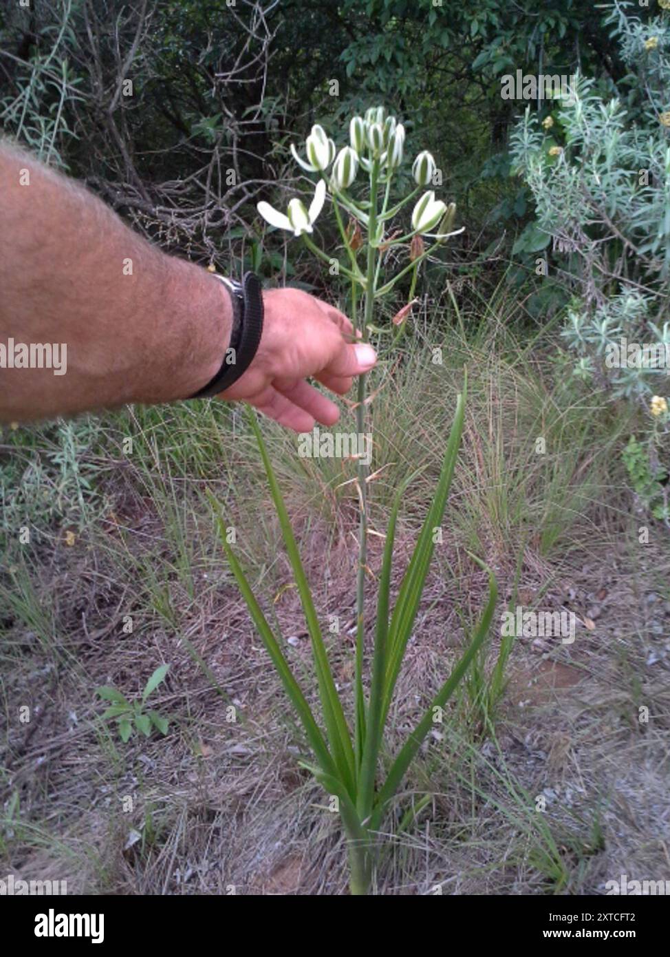 Nelson's slime lily (Albuca nelsonii) Plantae Stock Photo - Alamy
