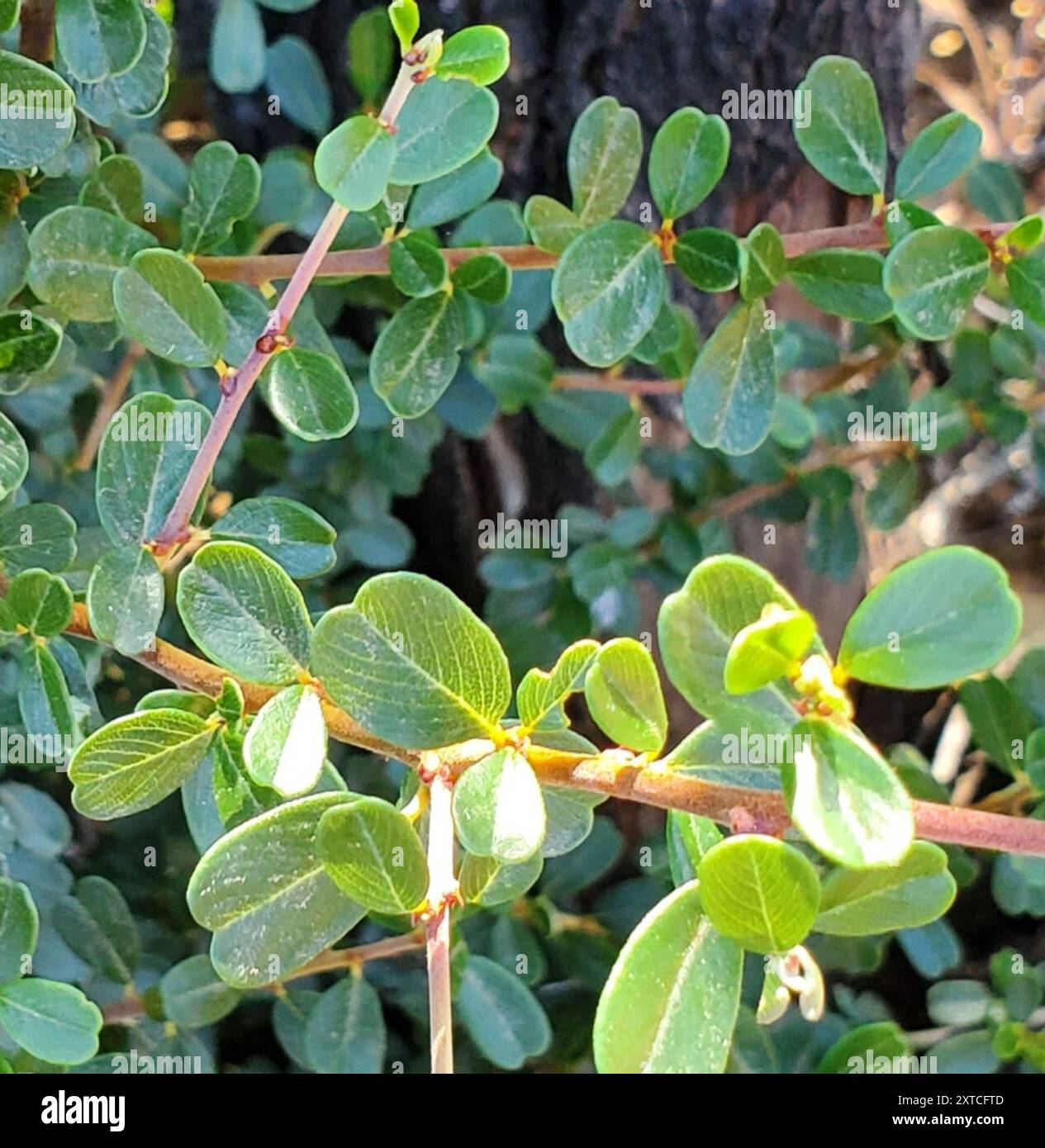 buckthorn family (Rhamnaceae) Plantae Stock Photo - Alamy