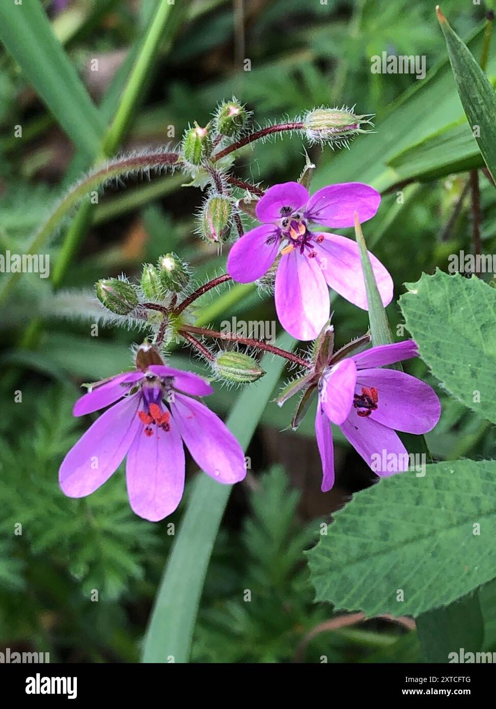 Redstem Stork's-bill (Erodium cicutarium) Plantae Stock Photo - Alamy