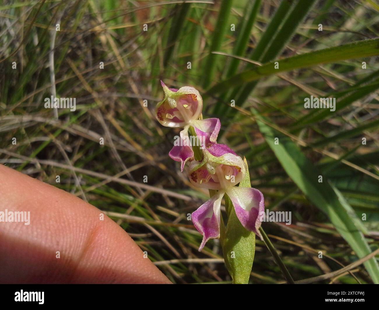 Droopy Kappie (Disperis stenoplectron) Plantae Stock Photo - Alamy
