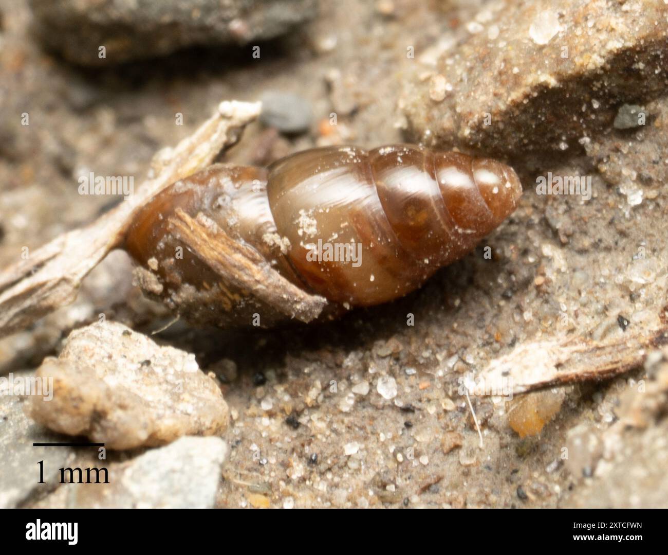 Glossy Pillar (Cochlicopa lubrica) Mollusca Stock Photo - Alamy