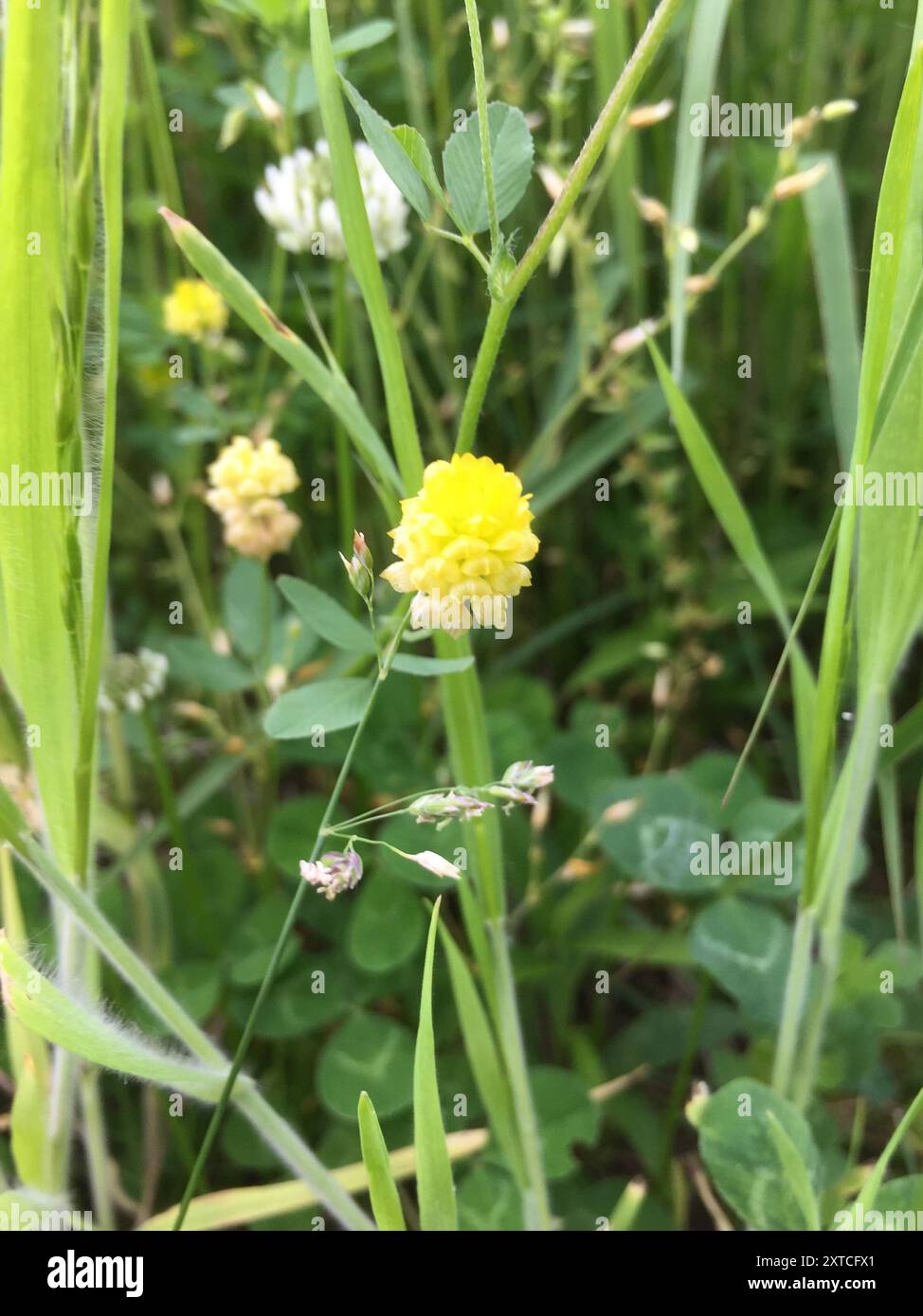 hop trefoil (Trifolium campestre) Plantae Stock Photo - Alamy