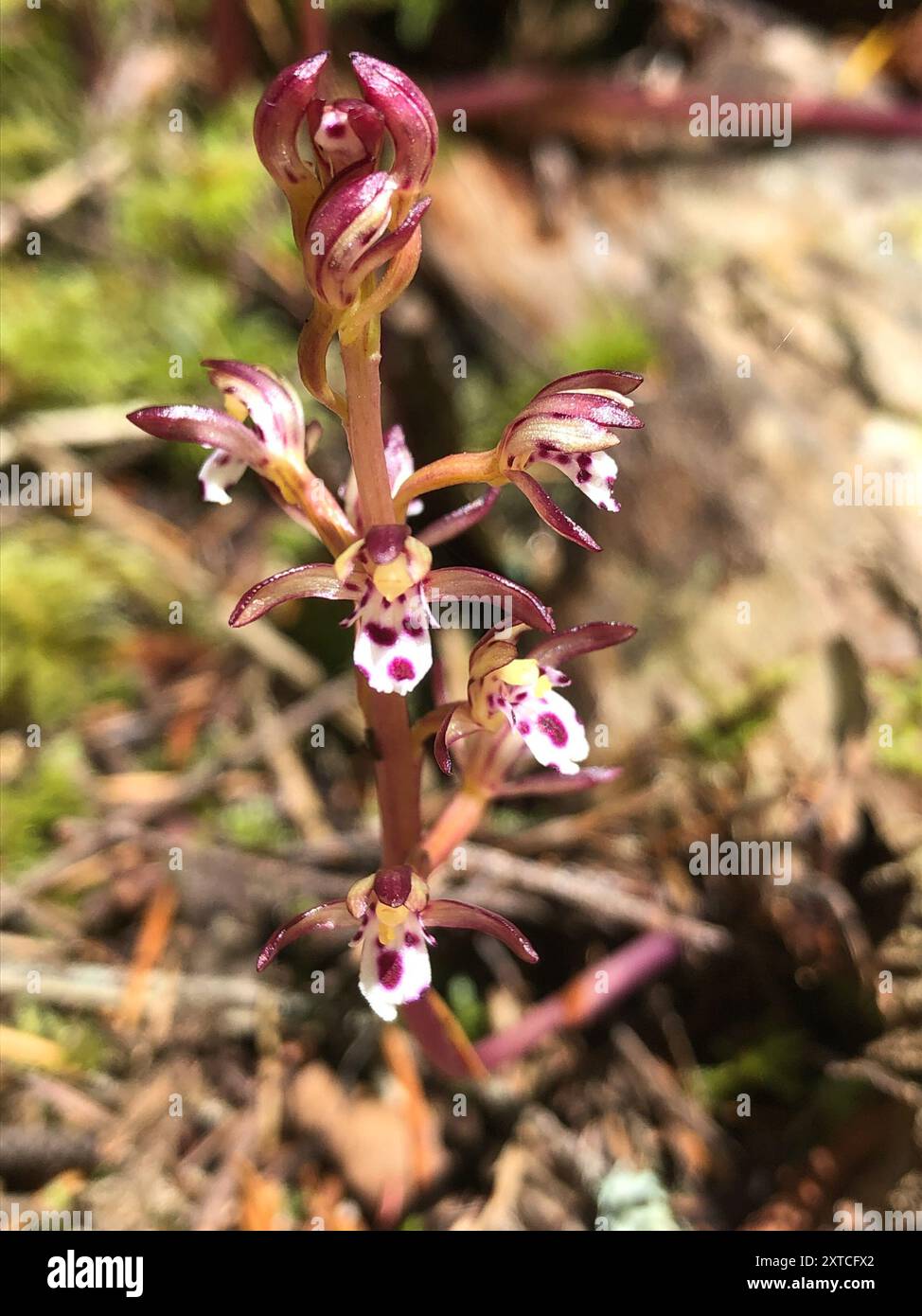 Western spotted coralroot (Corallorhiza maculata occidentalis) Plantae ...