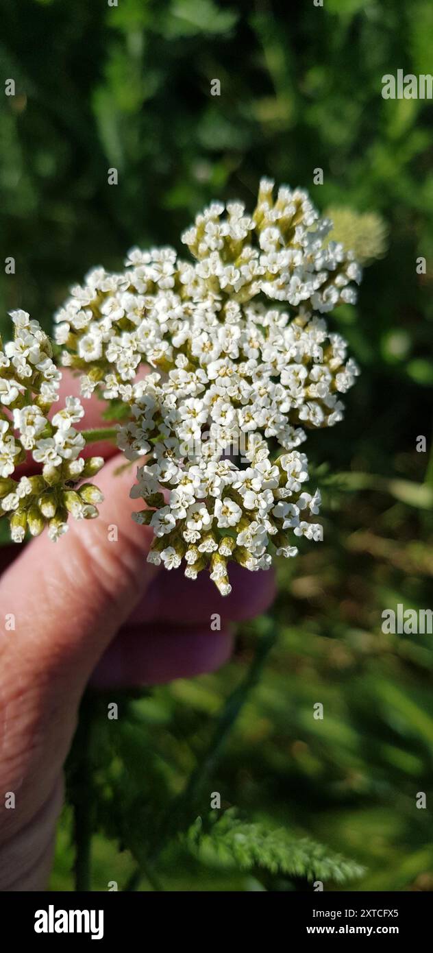 bristly yarrow (Achillea setacea) Plantae Stock Photo - Alamy