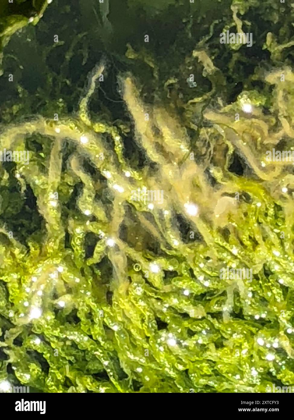 Gutweed (Ulva intestinalis) Plantae Stock Photo - Alamy