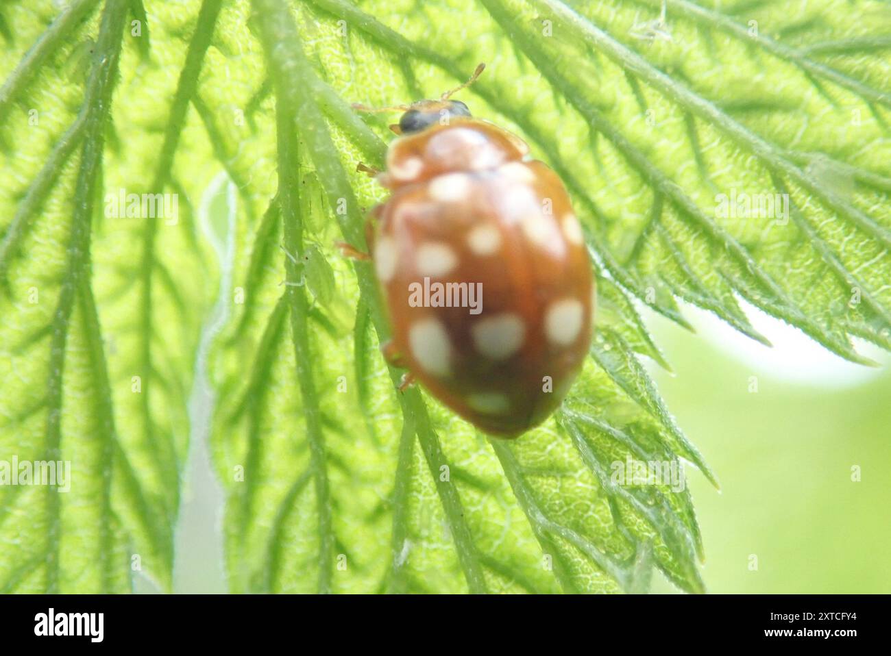 Cream-spotted Ladybird (Calvia quatuordecimguttata) Insecta Stock Photo ...