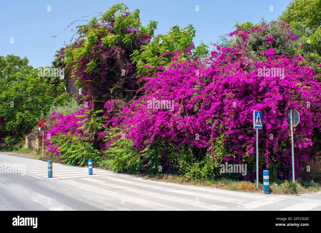 Wild vegetation with palm trees and bougainvillea on the roadside in ...