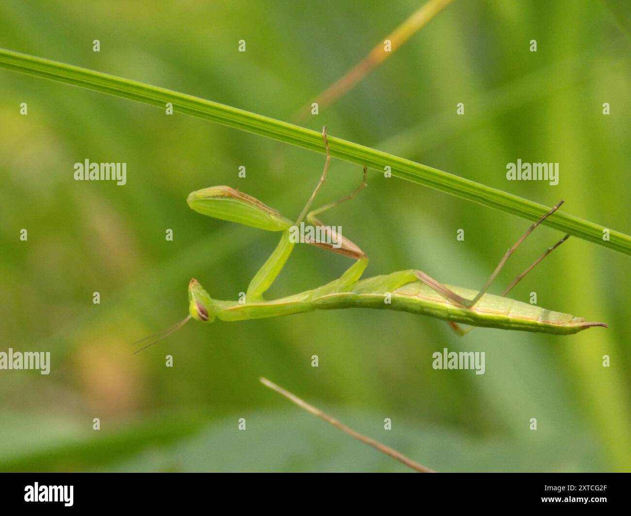 European Mantis (Mantis religiosa) Insecta Stock Photo - Alamy