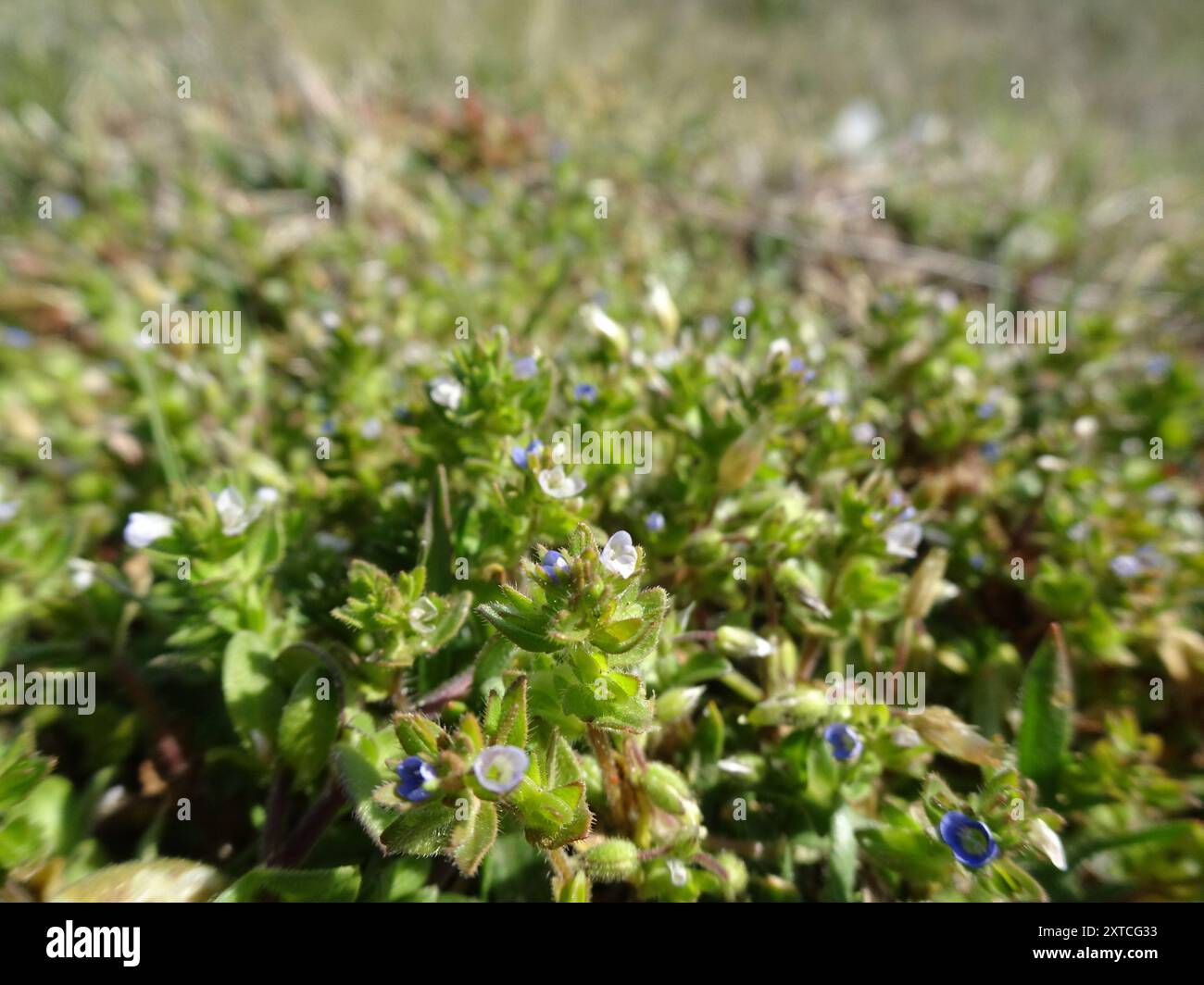 corn speedwell (Veronica arvensis) Plantae Stock Photo - Alamy