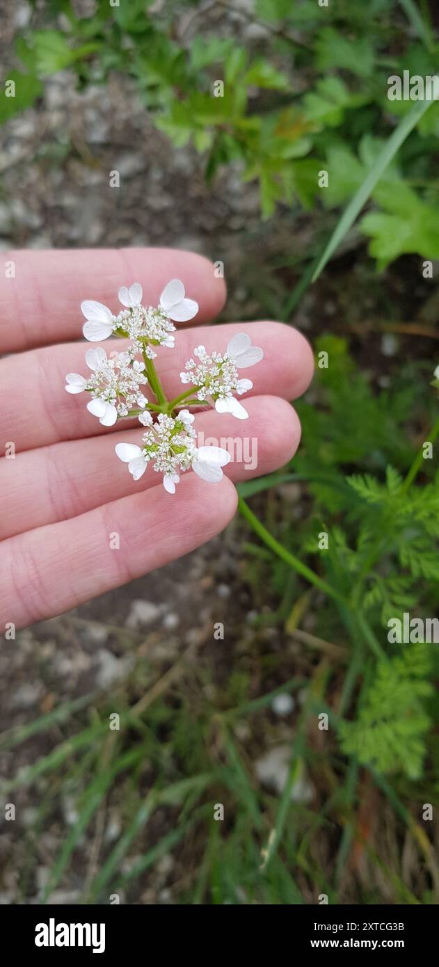 Flat-fruited Orlaya (Orlaya daucoides) Plantae Stock Photo - Alamy
