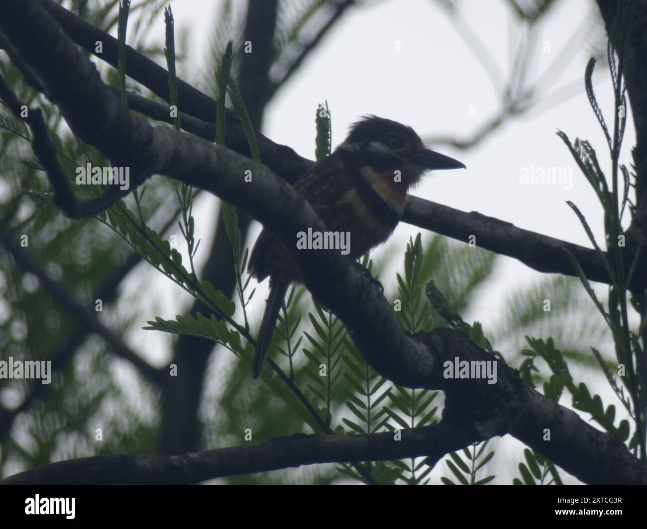 Russet-throated Puffbird (Hypnelus ruficollis) Aves Stock Photo - Alamy