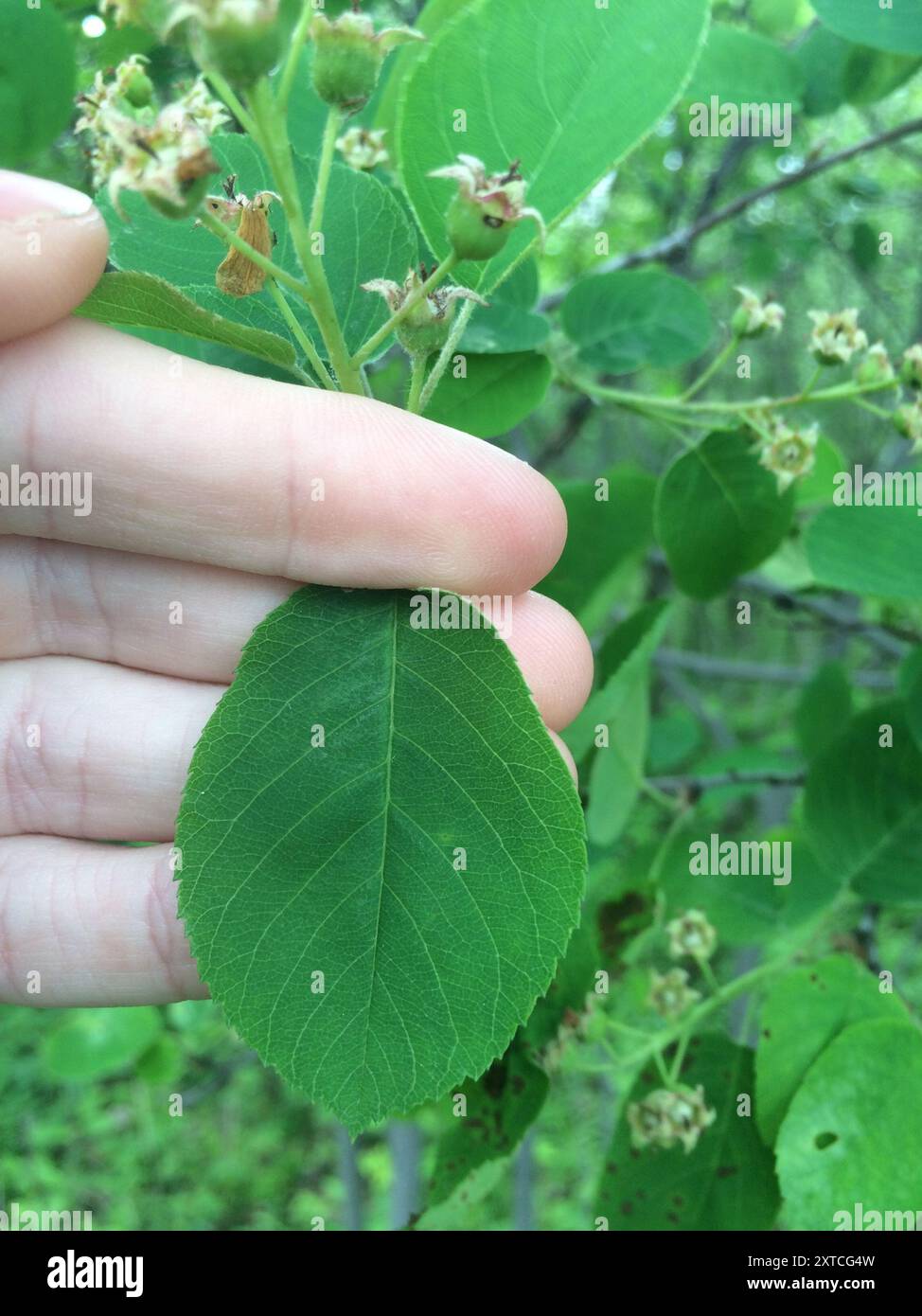 Running Serviceberry (Amelanchier stolonifera) Plantae Stock Photo - Alamy