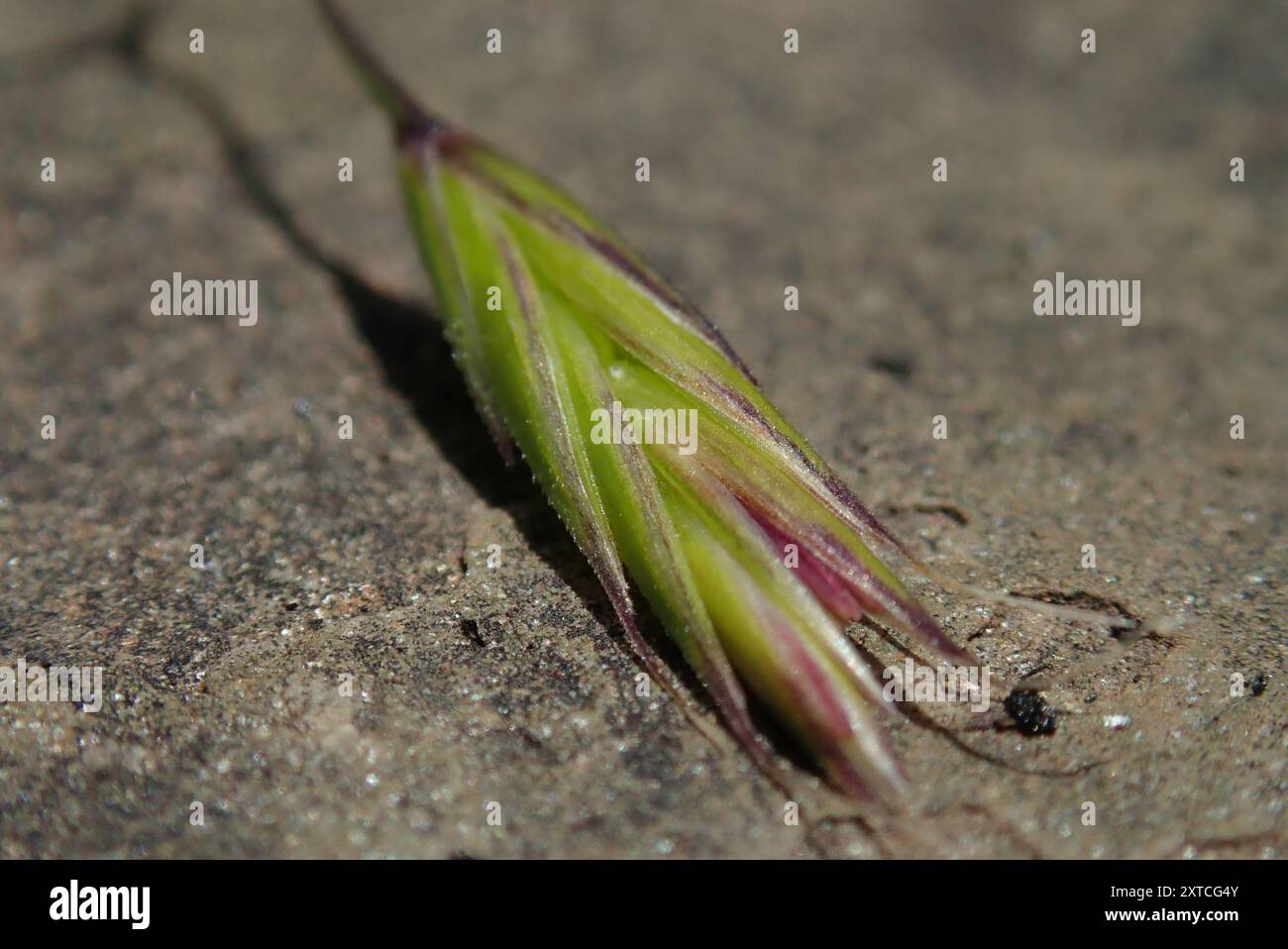 Goat-Beard Grass (Festuca caprina) Plantae Stock Photo - Alamy