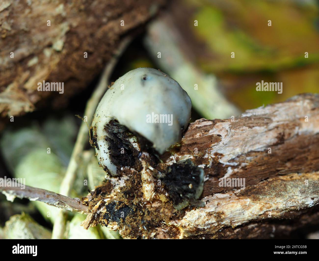(Psilocybe weraroa) Fungi Stock Photo - Alamy