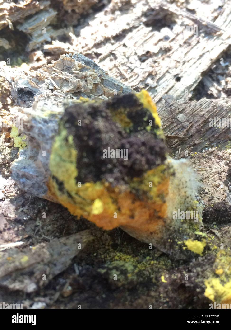 Dog Vomit Slime Mold (Fuligo septica) Protozoa Stock Photo - Alamy