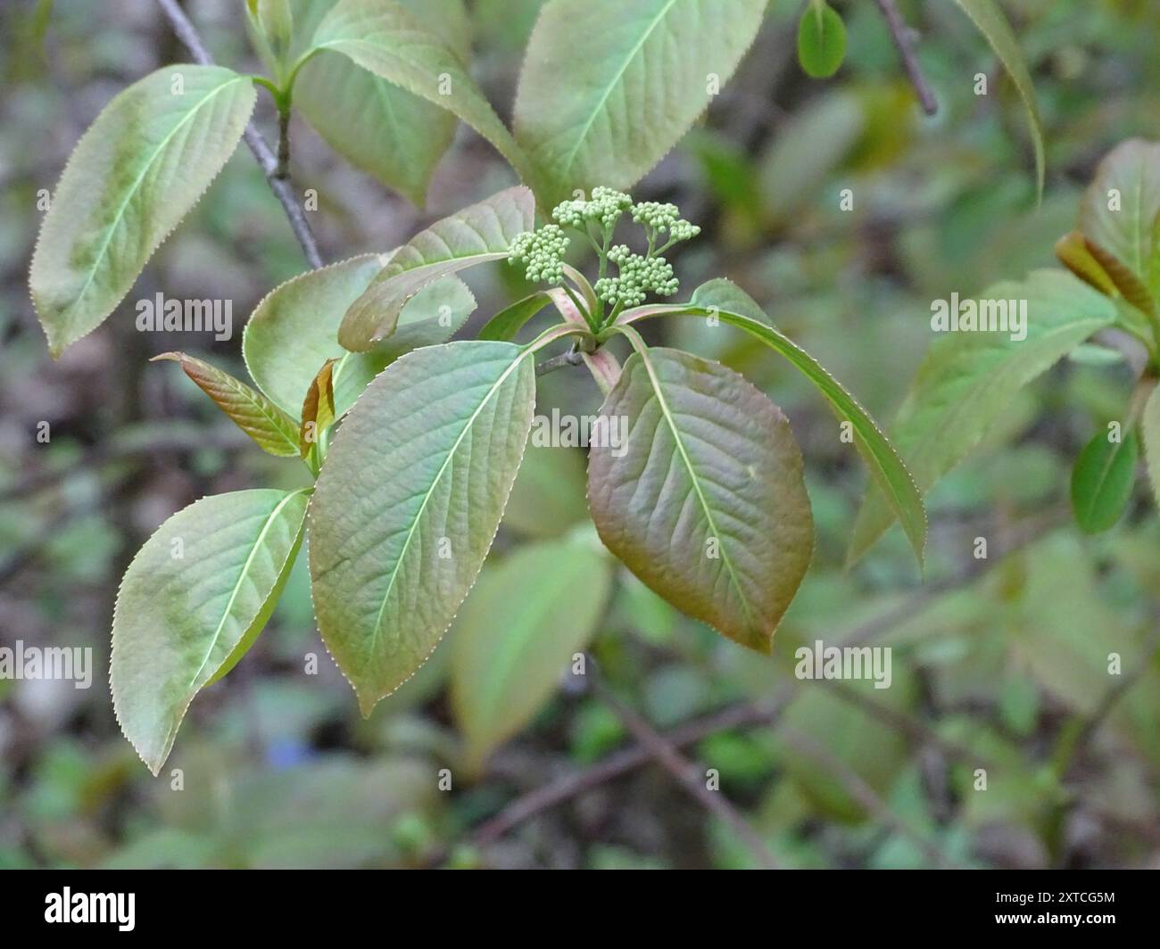 nannyberry (Viburnum lentago) Plantae Stock Photo - Alamy