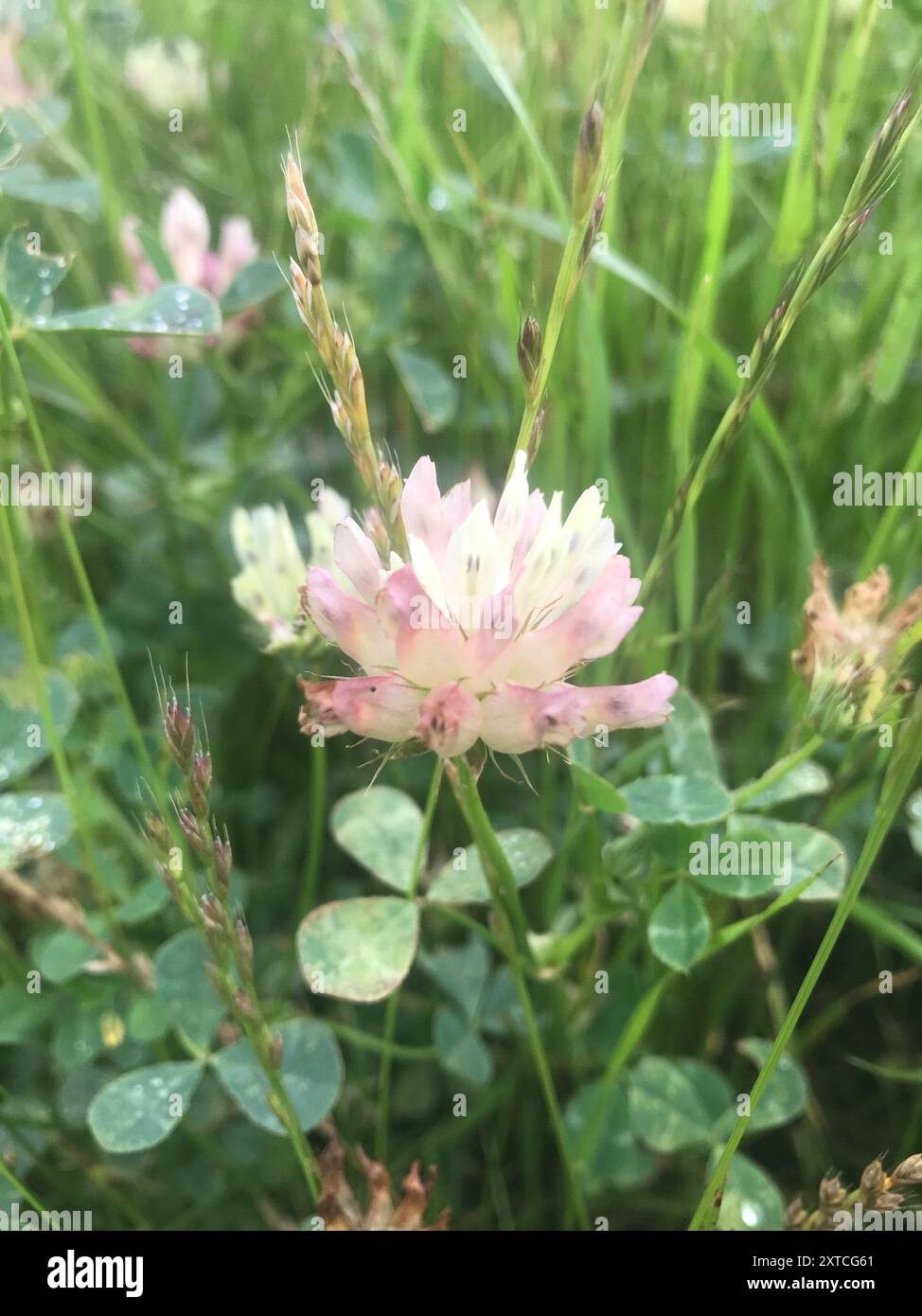 bull clover (Trifolium fucatum) Plantae Stock Photo - Alamy