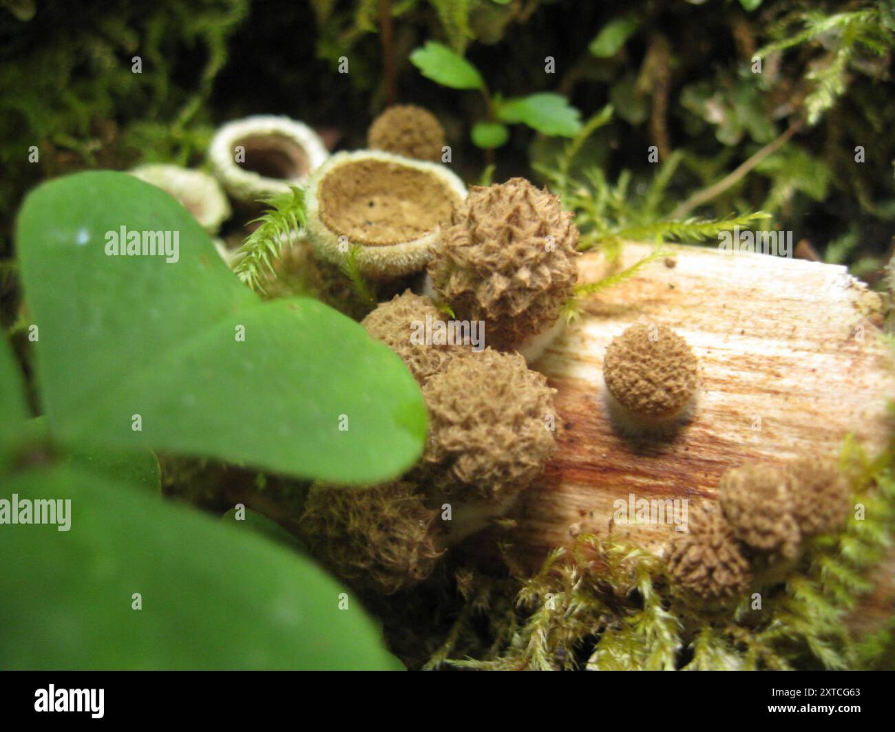 jellied bird's nest fungus (Nidula candida) Fungi Stock Photo - Alamy
