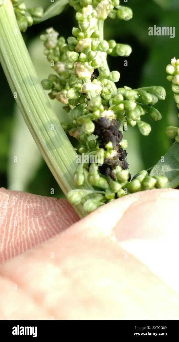 Aphids (Aphididae) Insecta Stock Photo - Alamy